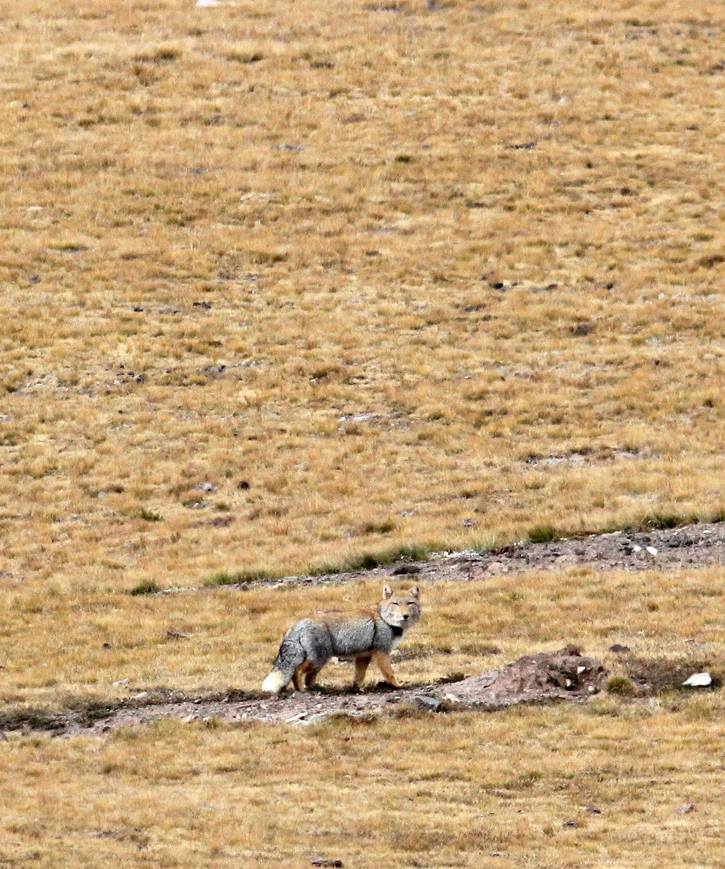 Vulpes ferrilata Tibetan Fox — Coke Smith Wildlife