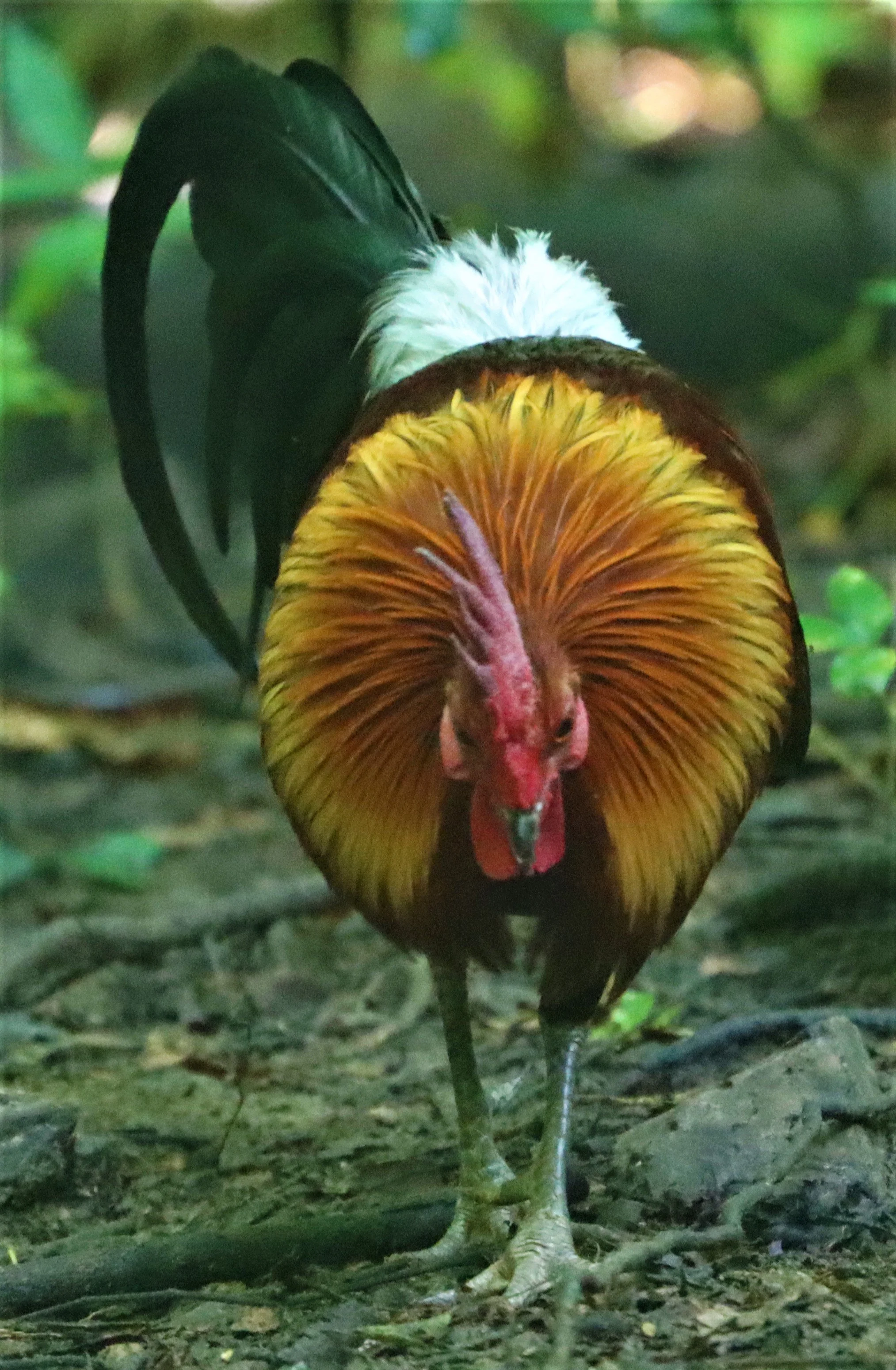 Genus Gallus, Jungle Fowl — Coke Smith Wildlife