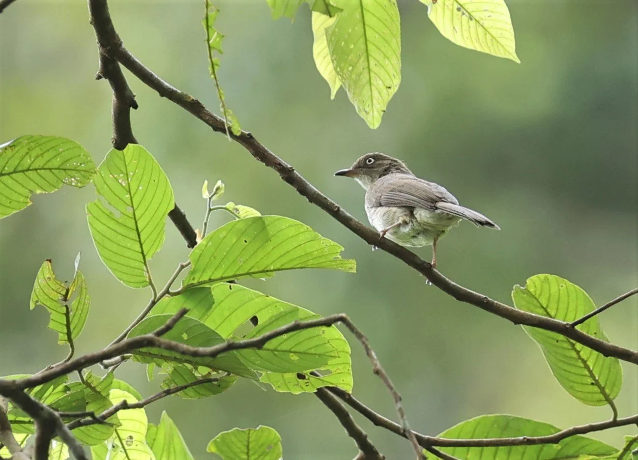 Cream-vented Bulbul (Pycnonotus simplex) — Coke Smith Wildlife