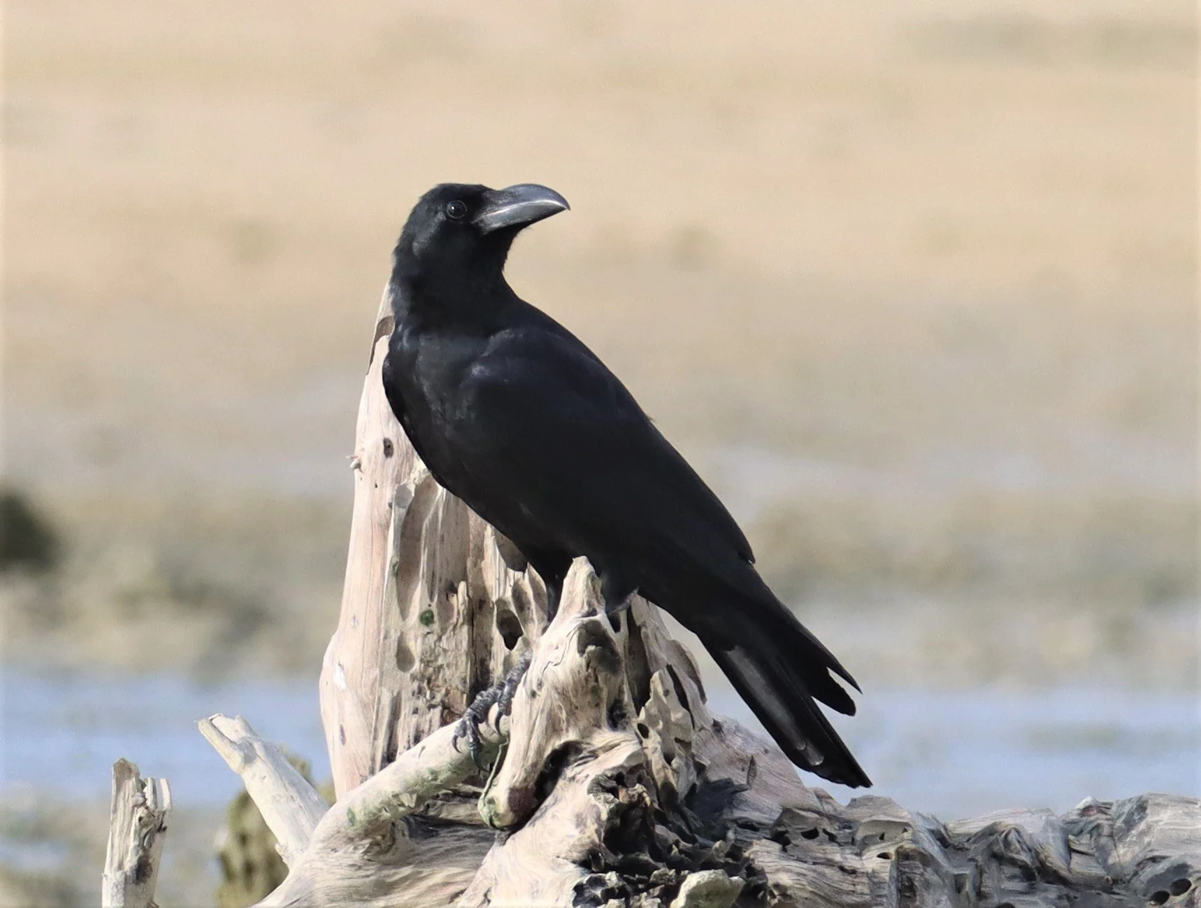 Large-billed Crow (Corvus macrorhynchos) Thailand, China, Japan — Coke ...