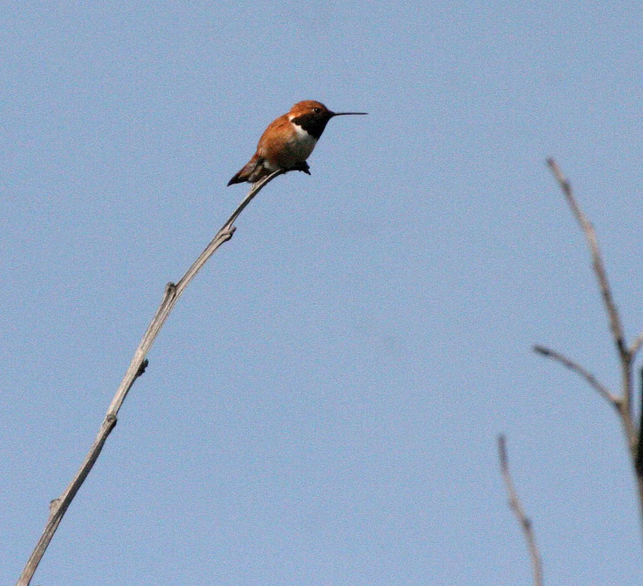 Genus Selasphorus Broad-tailed & Rufous Hummingbird — Coke Smith Wildlife
