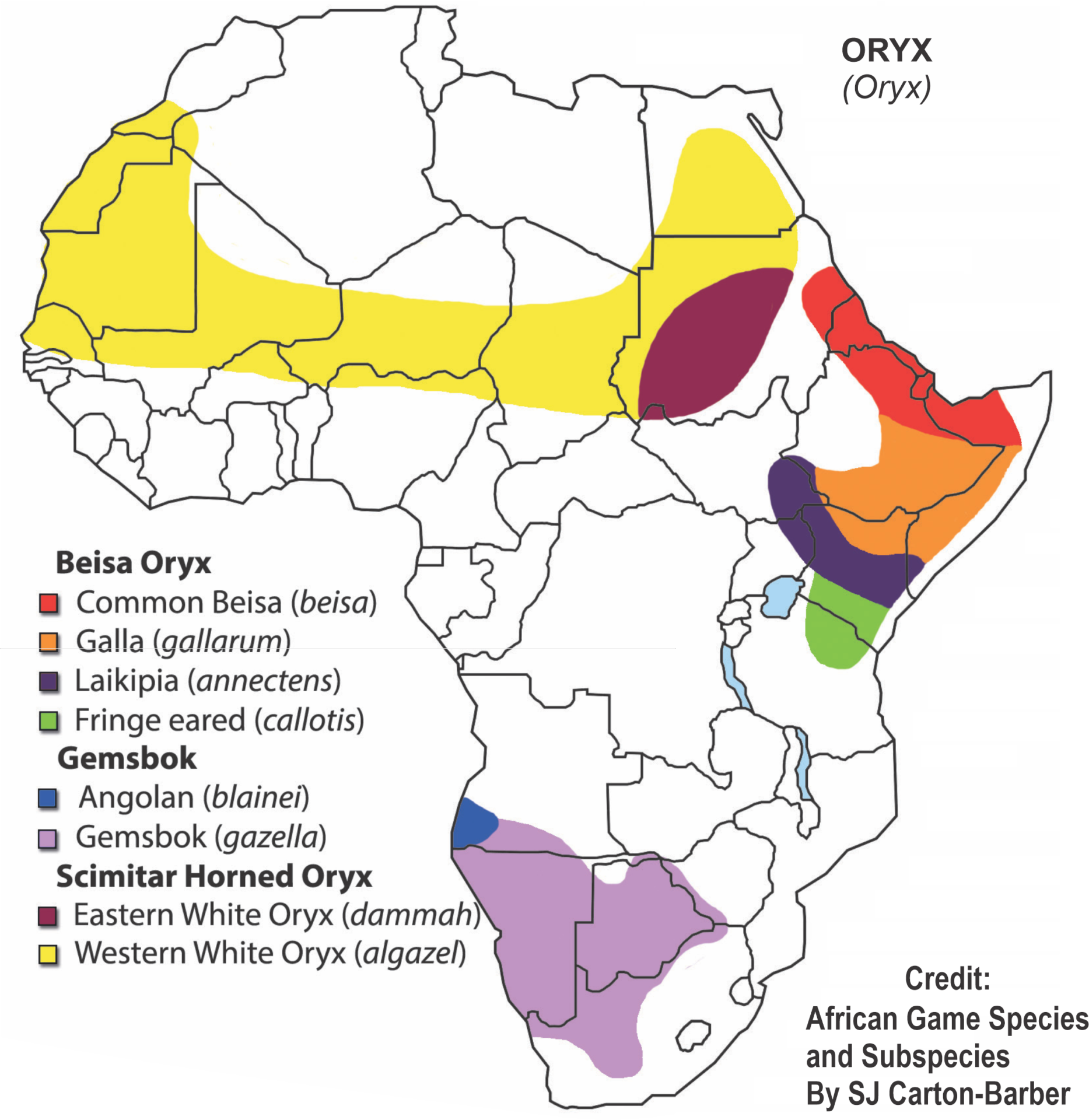 Genus Oryx the Oryx — Coke Smith Wildlife