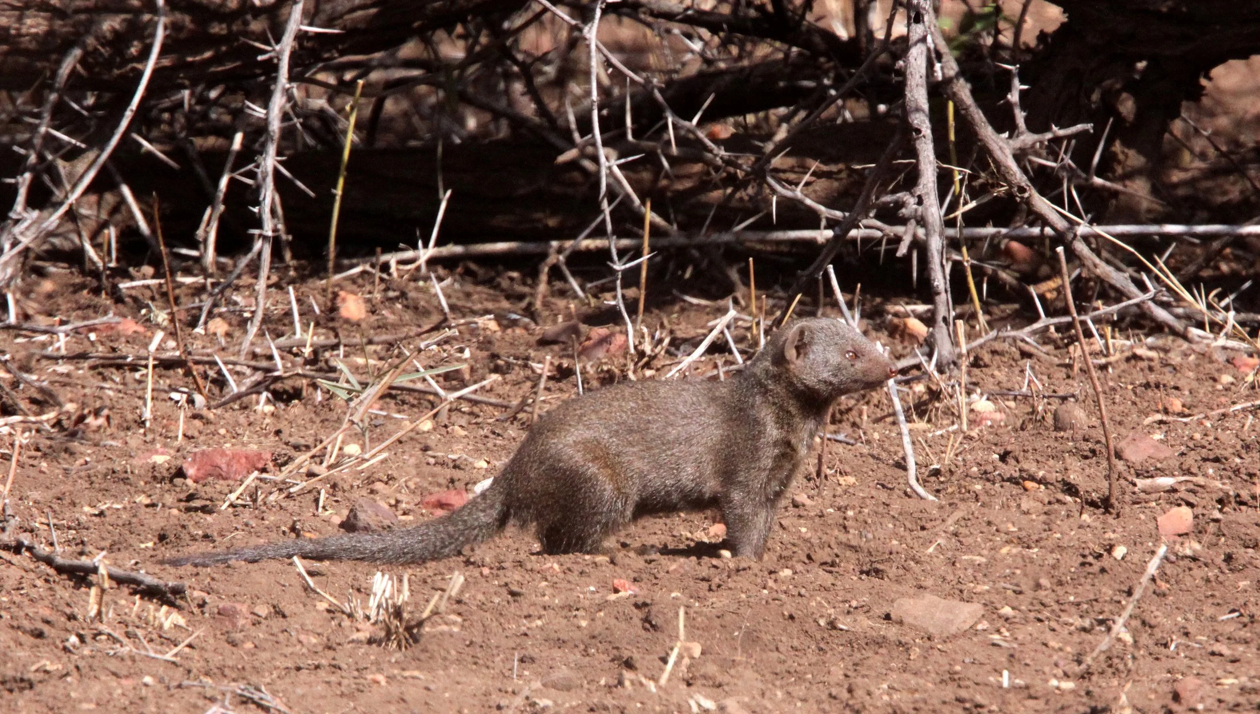 Helogale parvula - Common Dwarf Mongoose — Coke Smith Wildlife