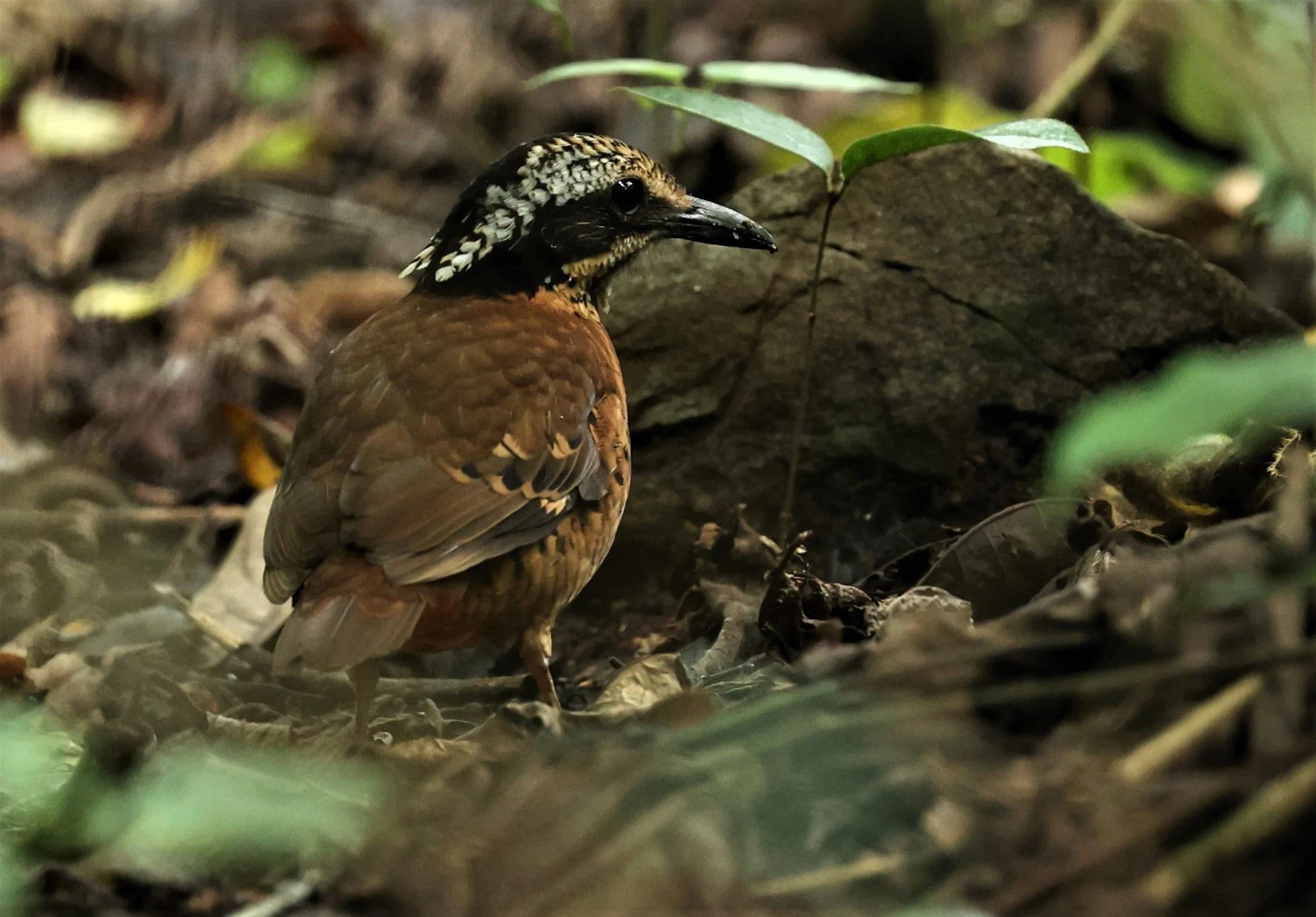 Eared Pitta (Hydrornis phayrei) — Coke Smith Wildlife