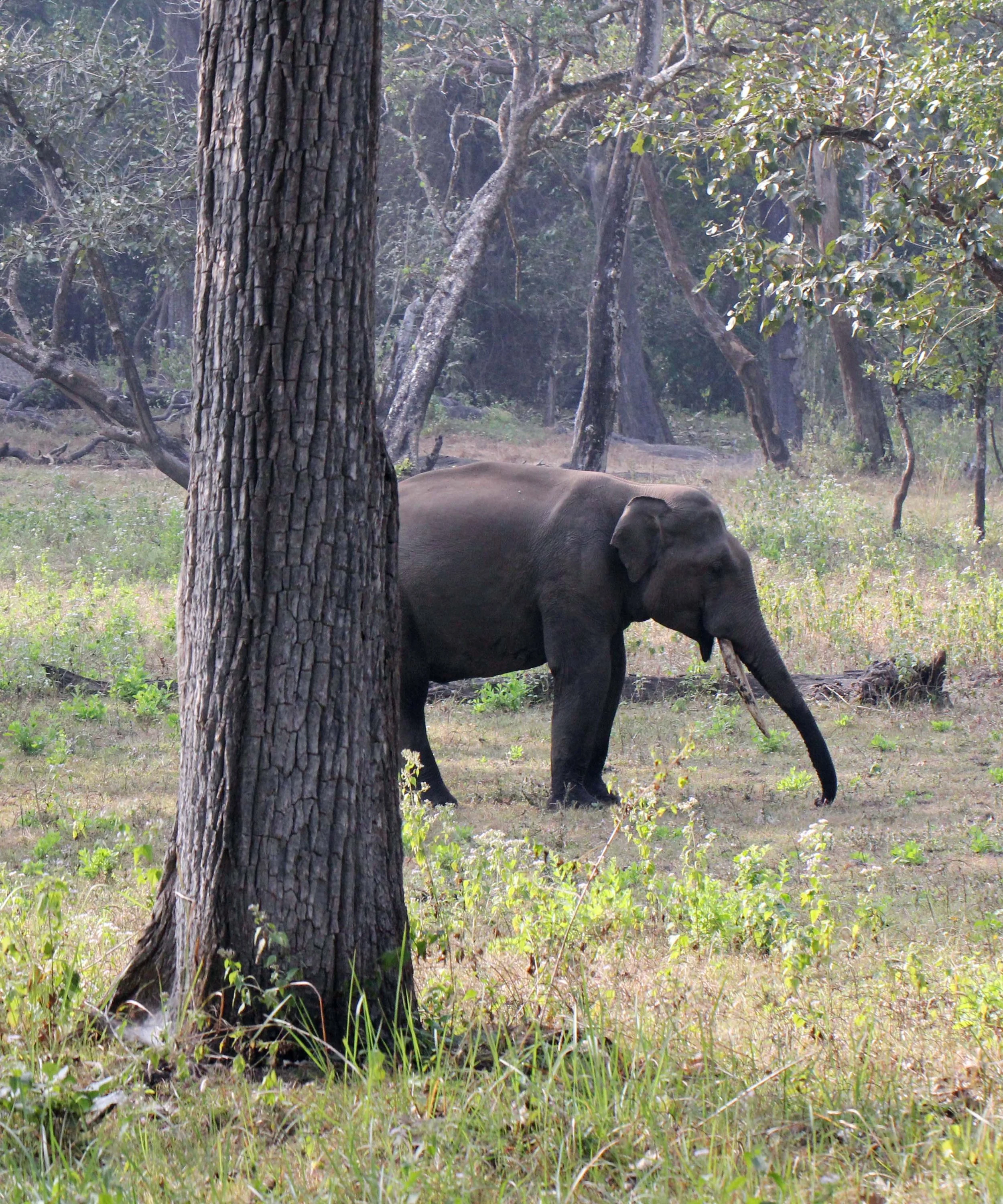 Elephas maximus indicus Asian Elephant India Population — Coke Smith ...