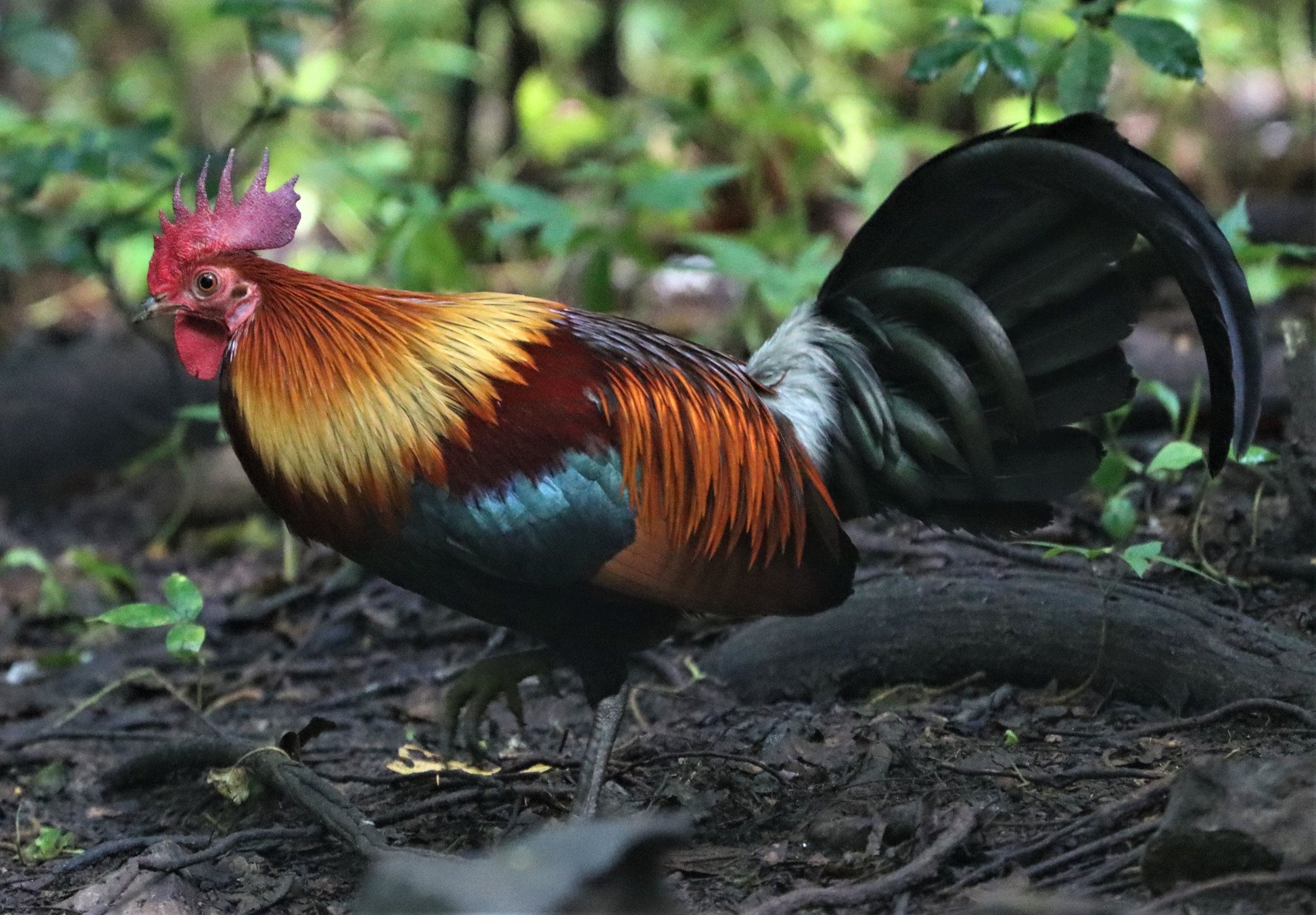 Genus Gallus, Jungle Fowl — Coke Smith Wildlife