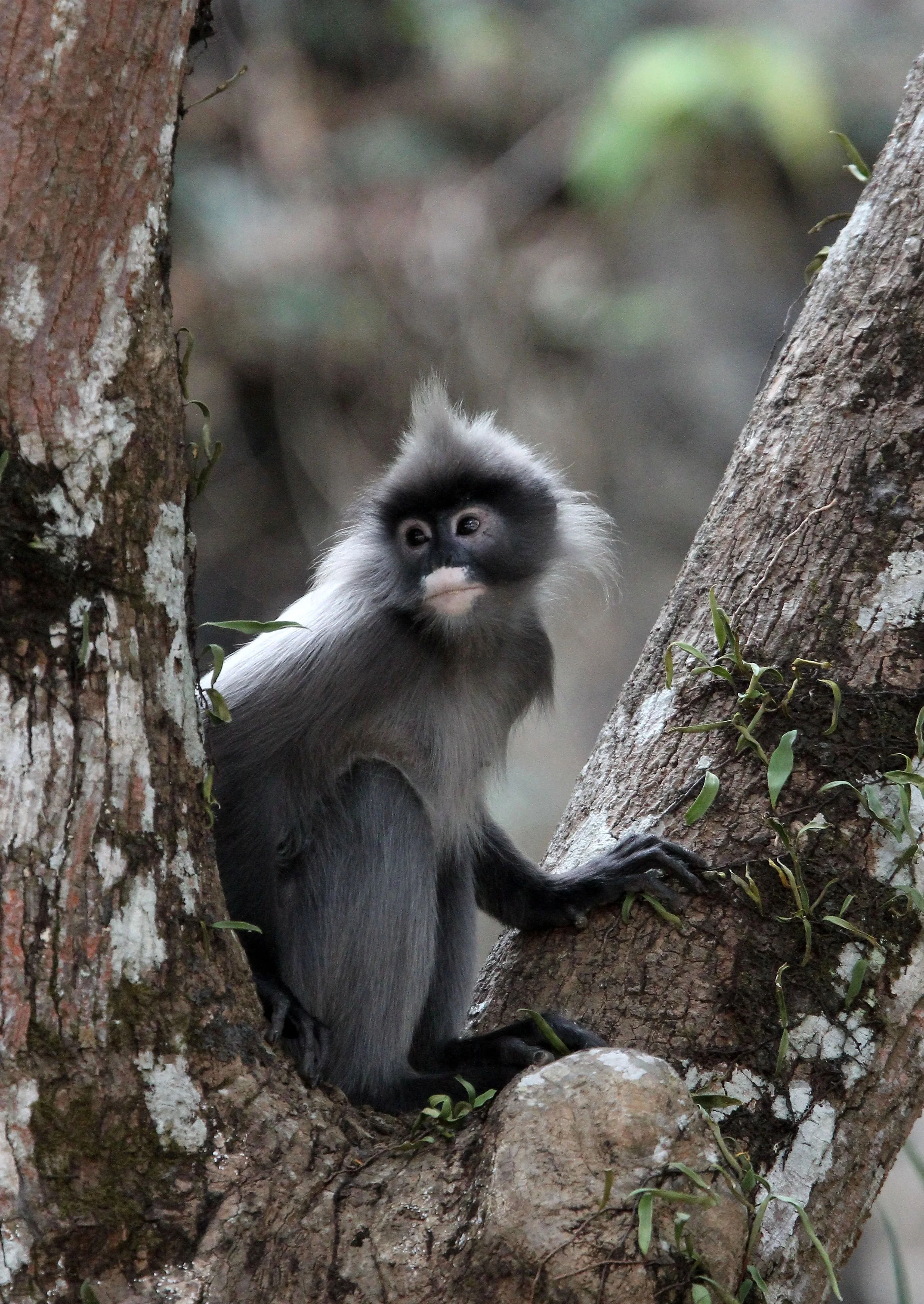 Trachypithecus crepusculus Indochinese Gray Langur — Coke Smith Wildlife