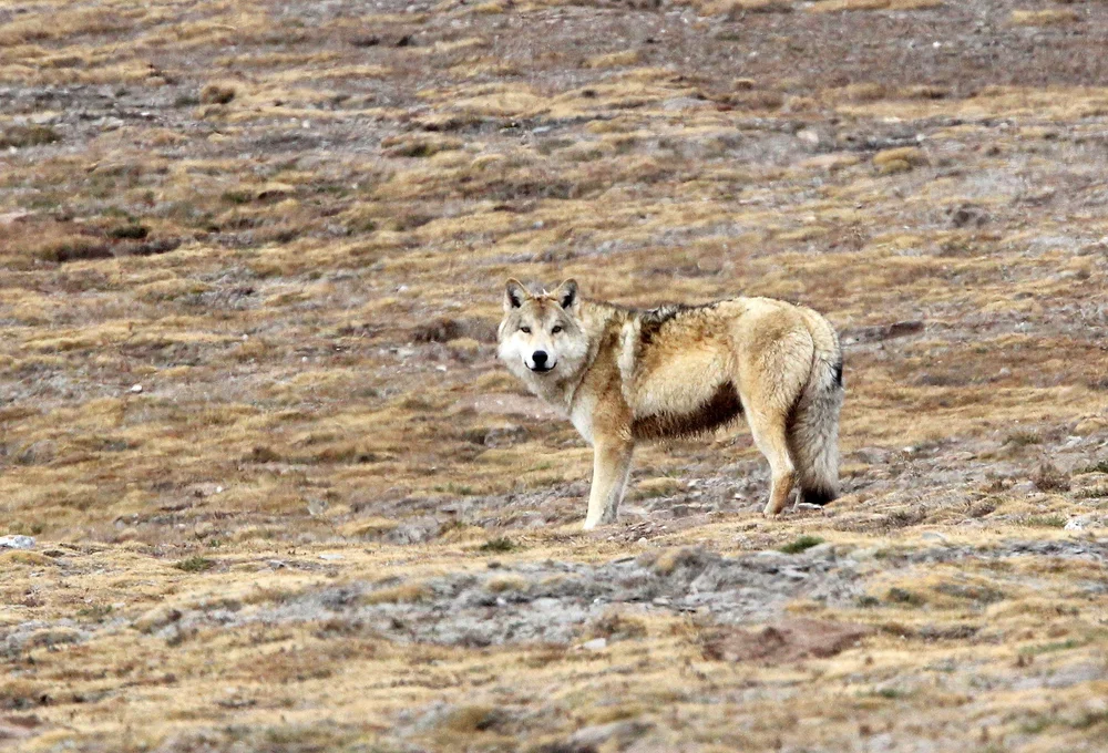 Canus lupus Wolves — Coke Smith Wildlife