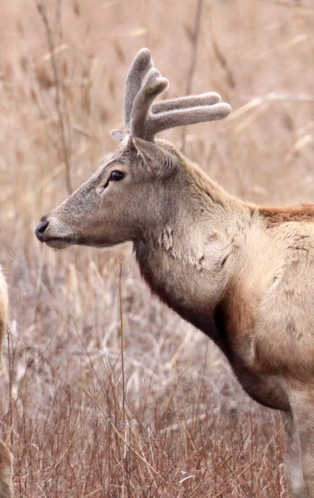 Pere David’s Deer (Elaphurus davidianus) — Coke Smith Wildlife