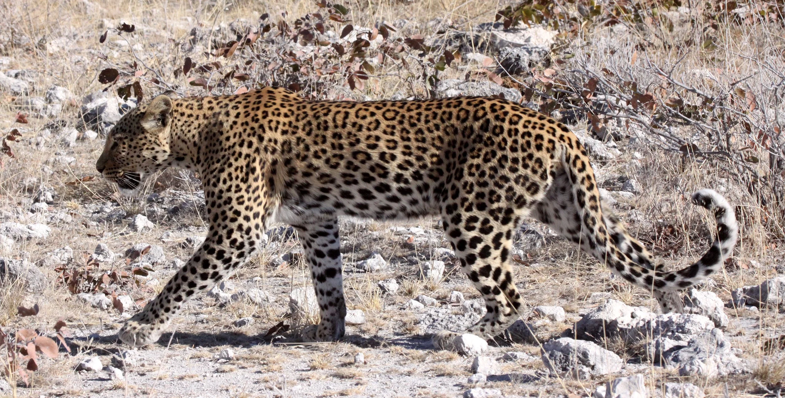 Panthera pardus subspecies — Coke Smith Wildlife