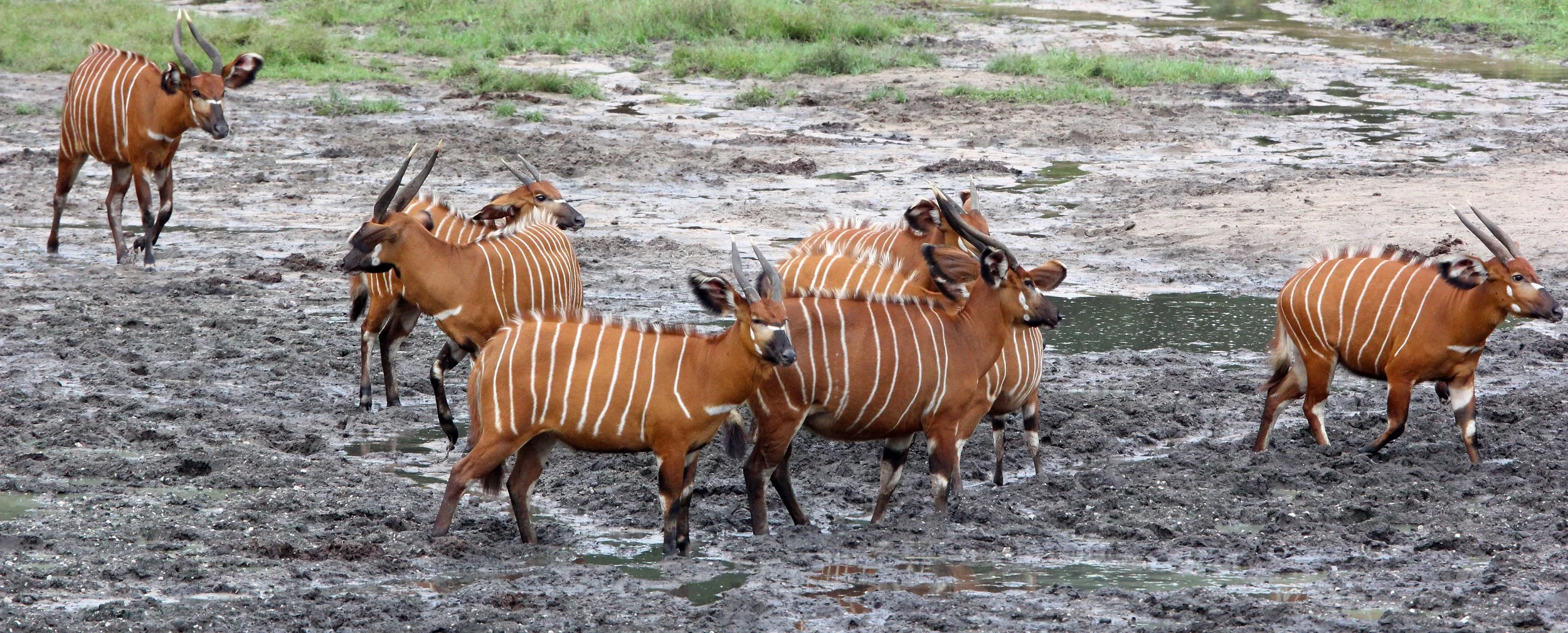 Tragelaphus eurycerus Bongo — Coke Smith Wildlife