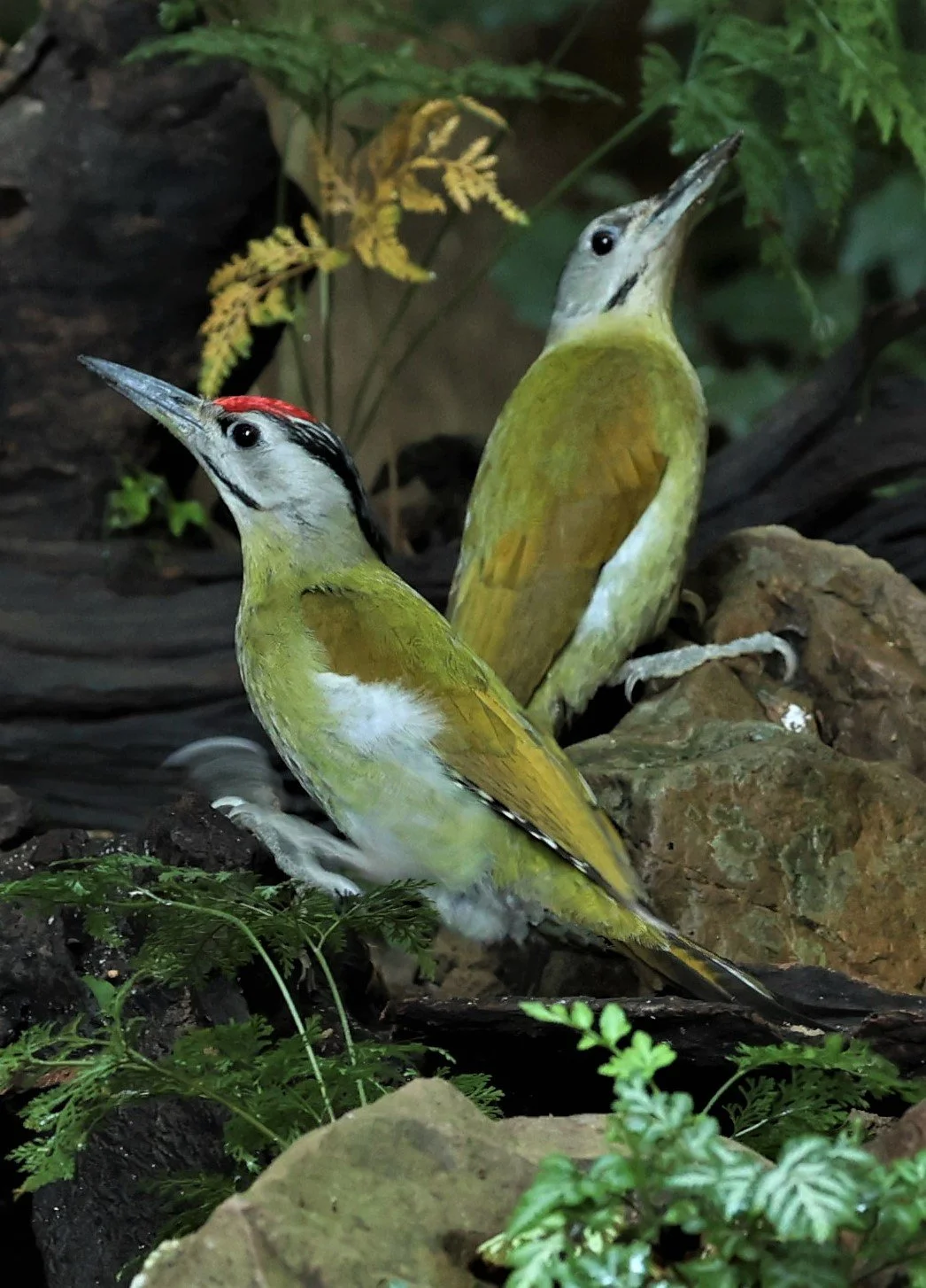 Family Picidae, Woodpeckers — Coke Smith Wildlife