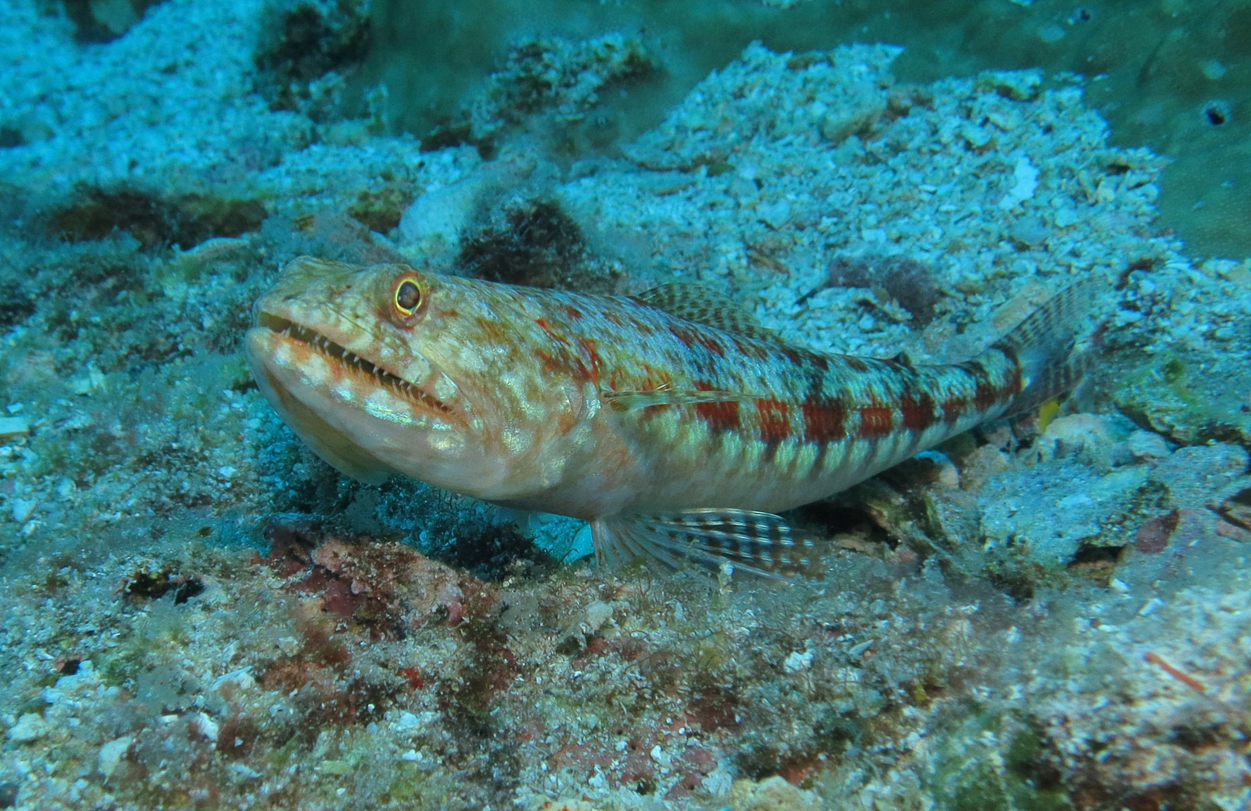 Family Synodontidae - Lizardfish — Coke Smith Wildlife