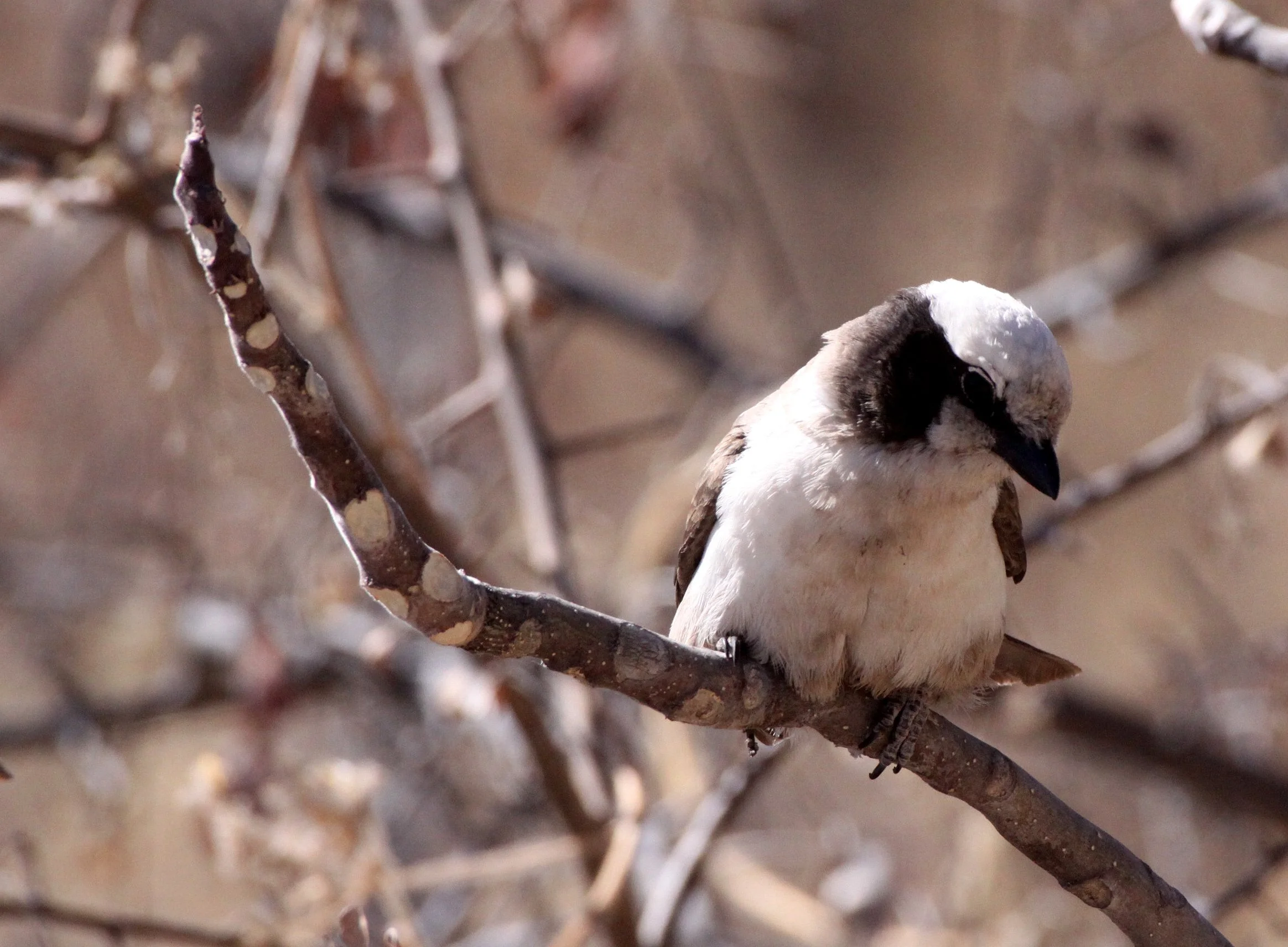 Lesser Grey Shrike (Lanius minor) Etosha NP Namibia — Coke Smith Wildlife