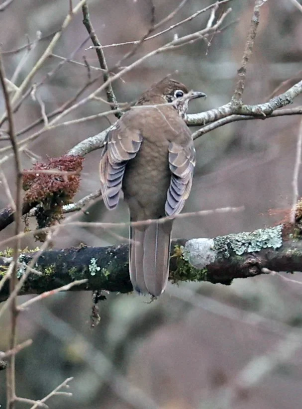 Long-tailed Thrush (Zoothera dixoni) Labahe Nature Reserve, Sichuan ...