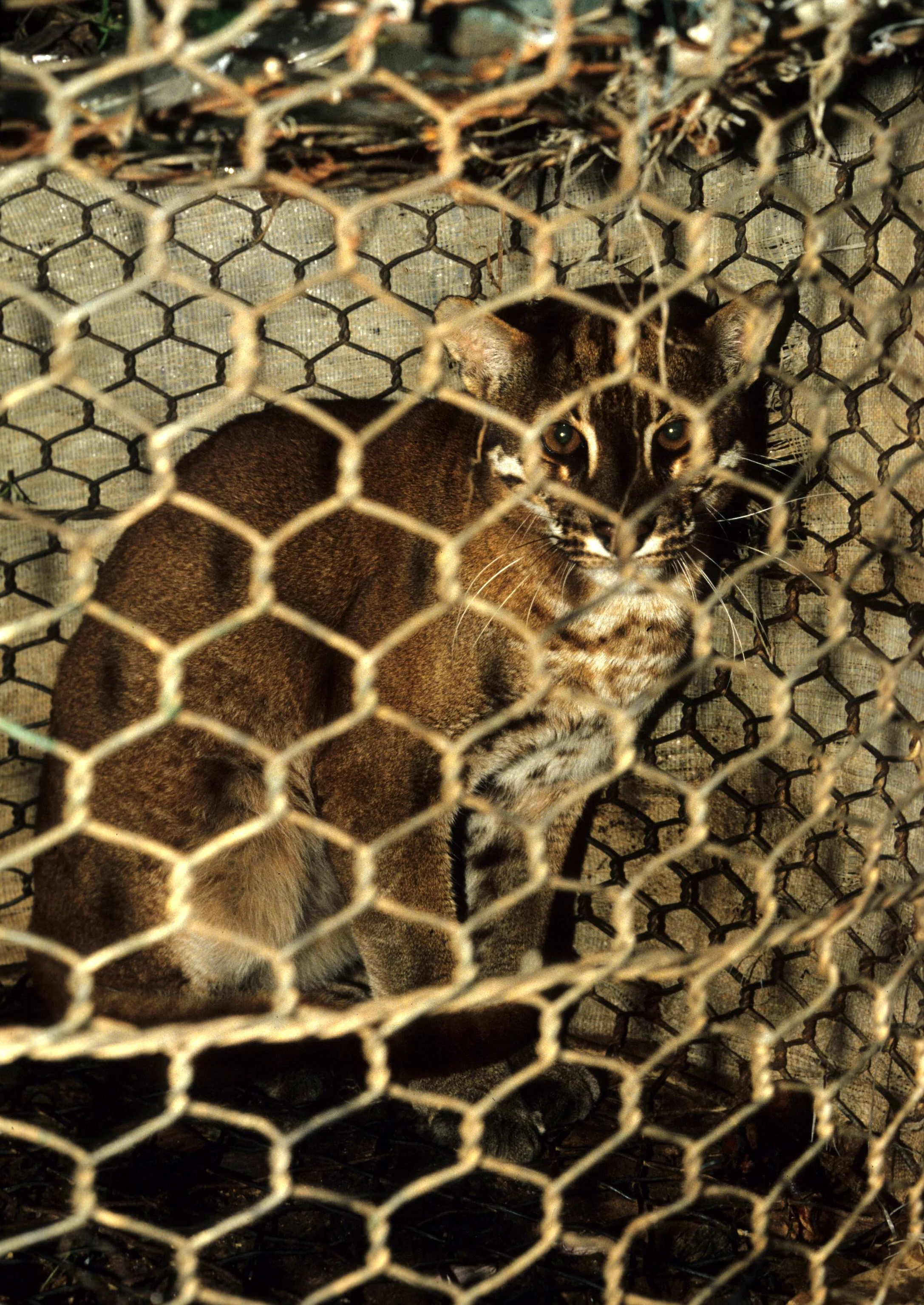 Catopuma temminckii Asian Golden Cat — Coke Smith Wildlife