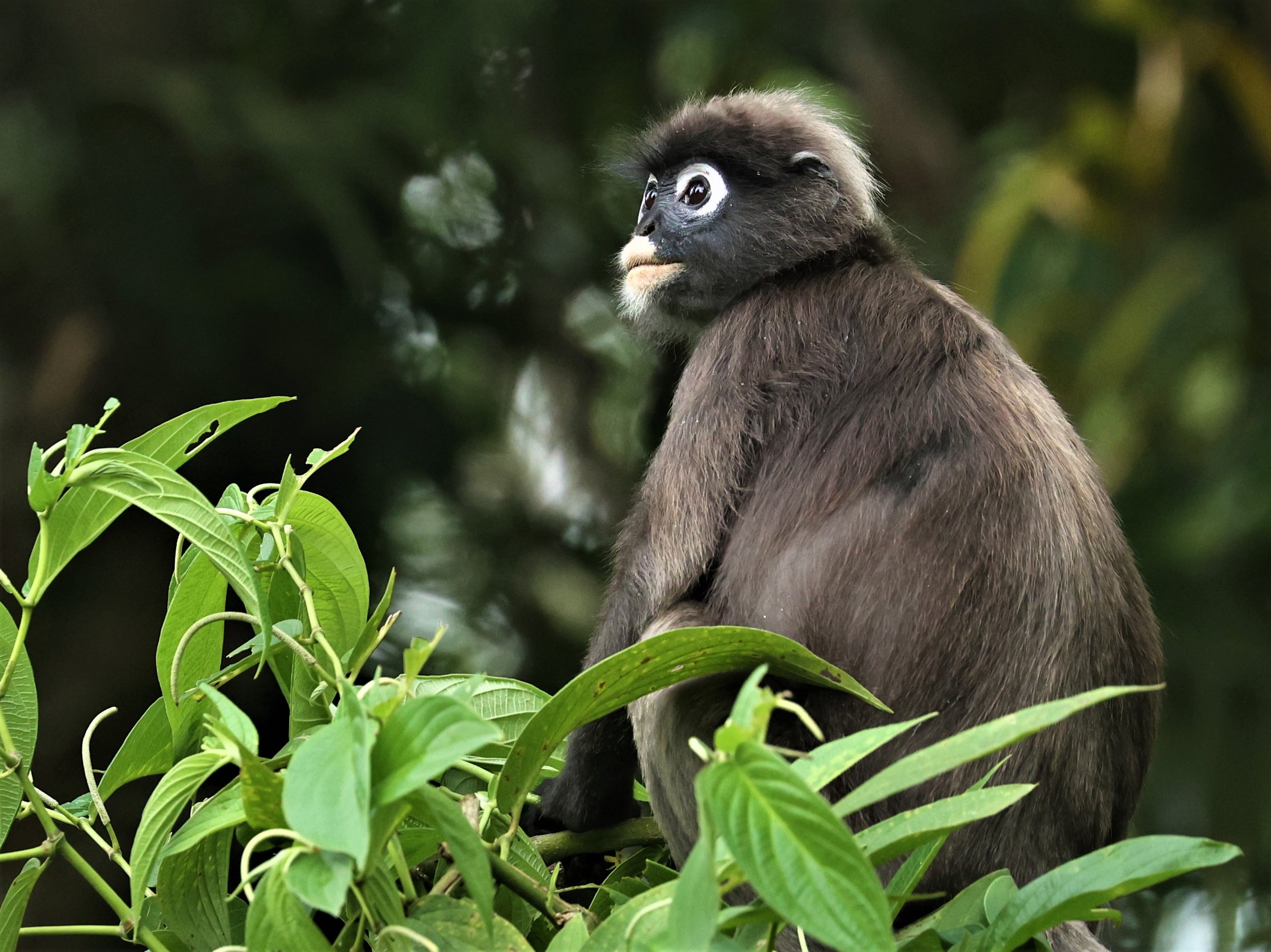Trachypithecus obscurus Dusky Langur — Coke Smith Wildlife