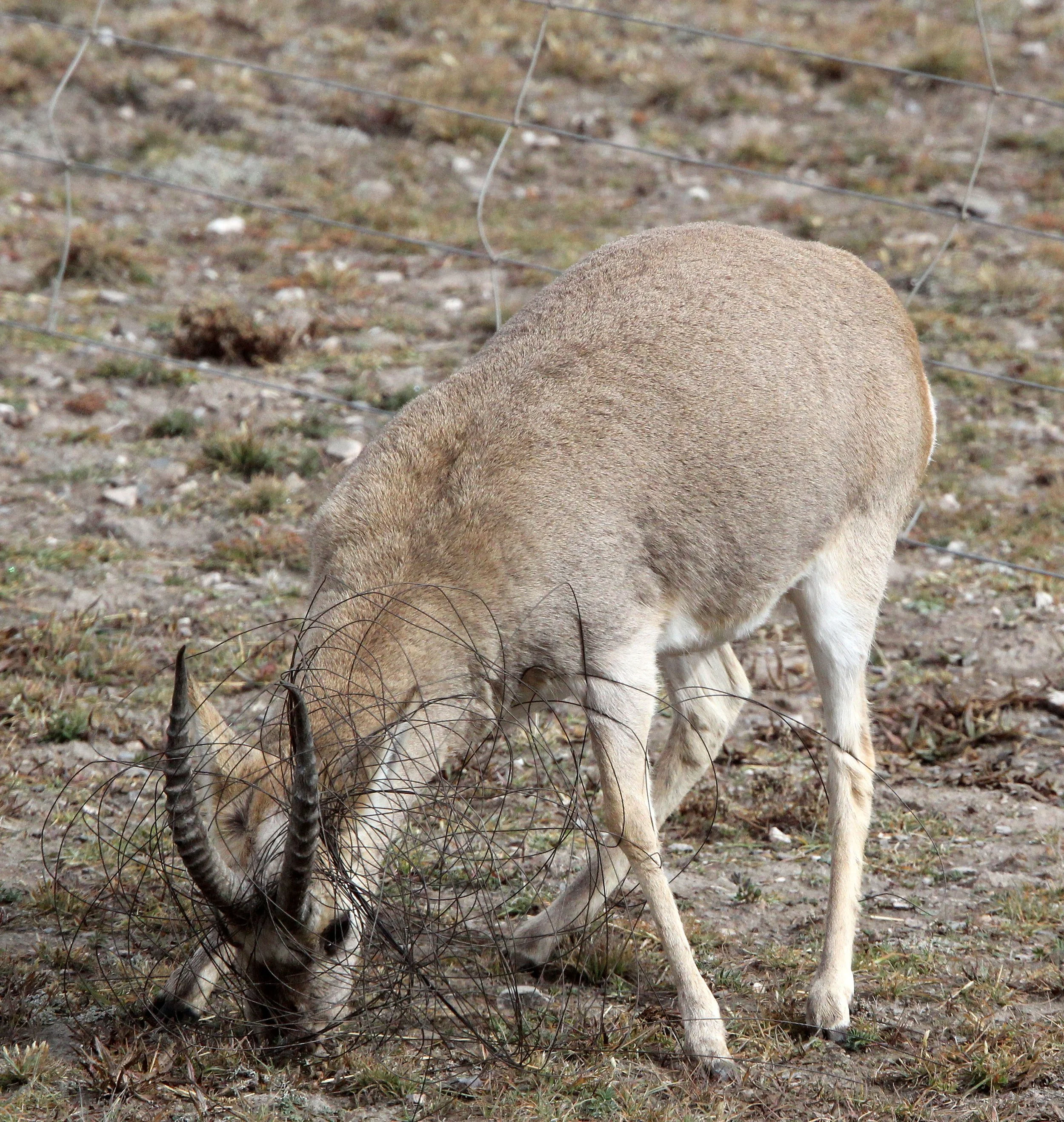 Procapra picticaudata Tibetan Gazelle — Coke Smith Wildlife