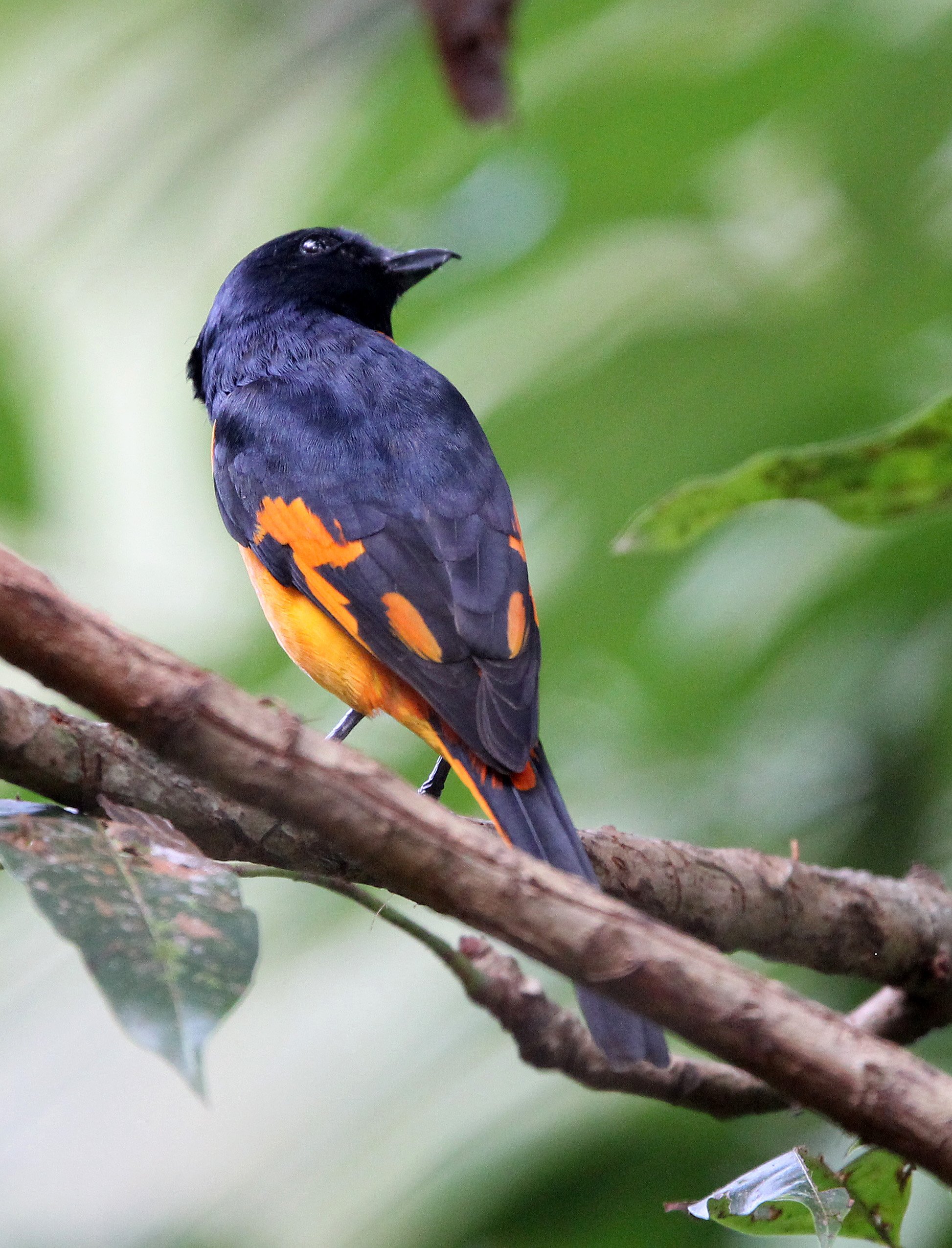 Orange Minivet (Pericrocotus flammeus) Kitulgala National Forest ...