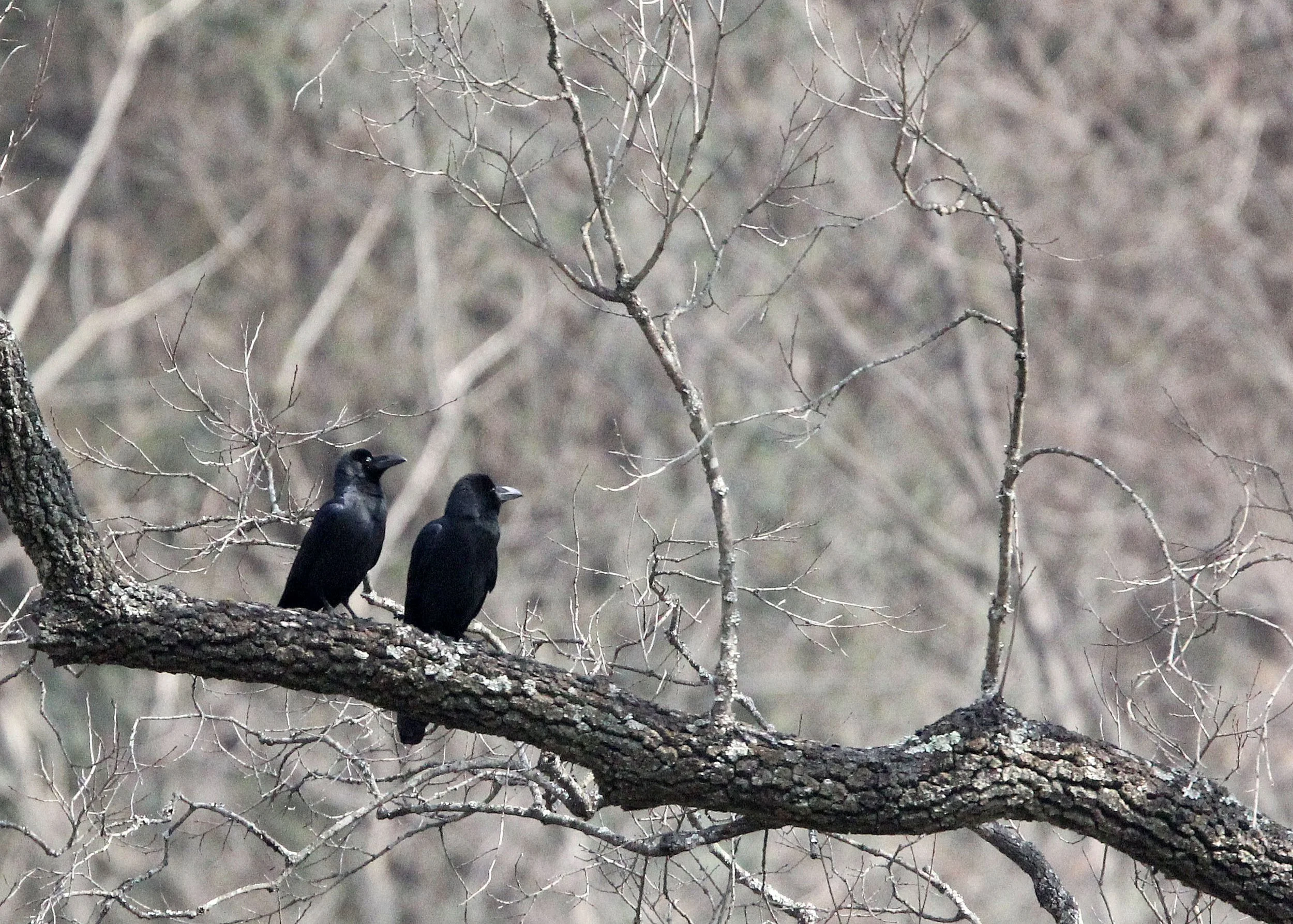 Large-billed Crow (Corvus macrorhynchos) Thailand, China, Japan — Coke ...