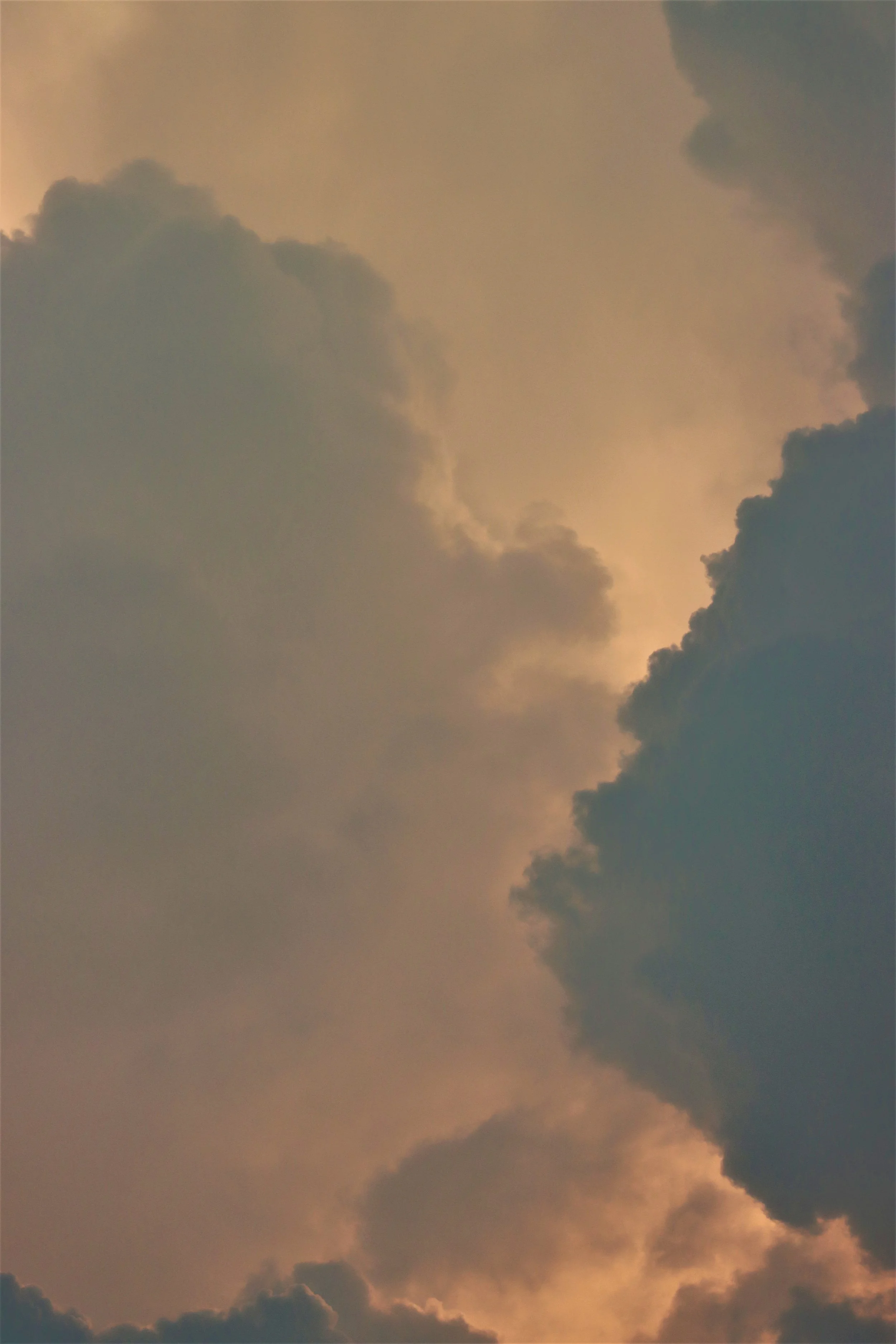 Genus Neotamias Western Chipmunks — Coke Smith Wildlife