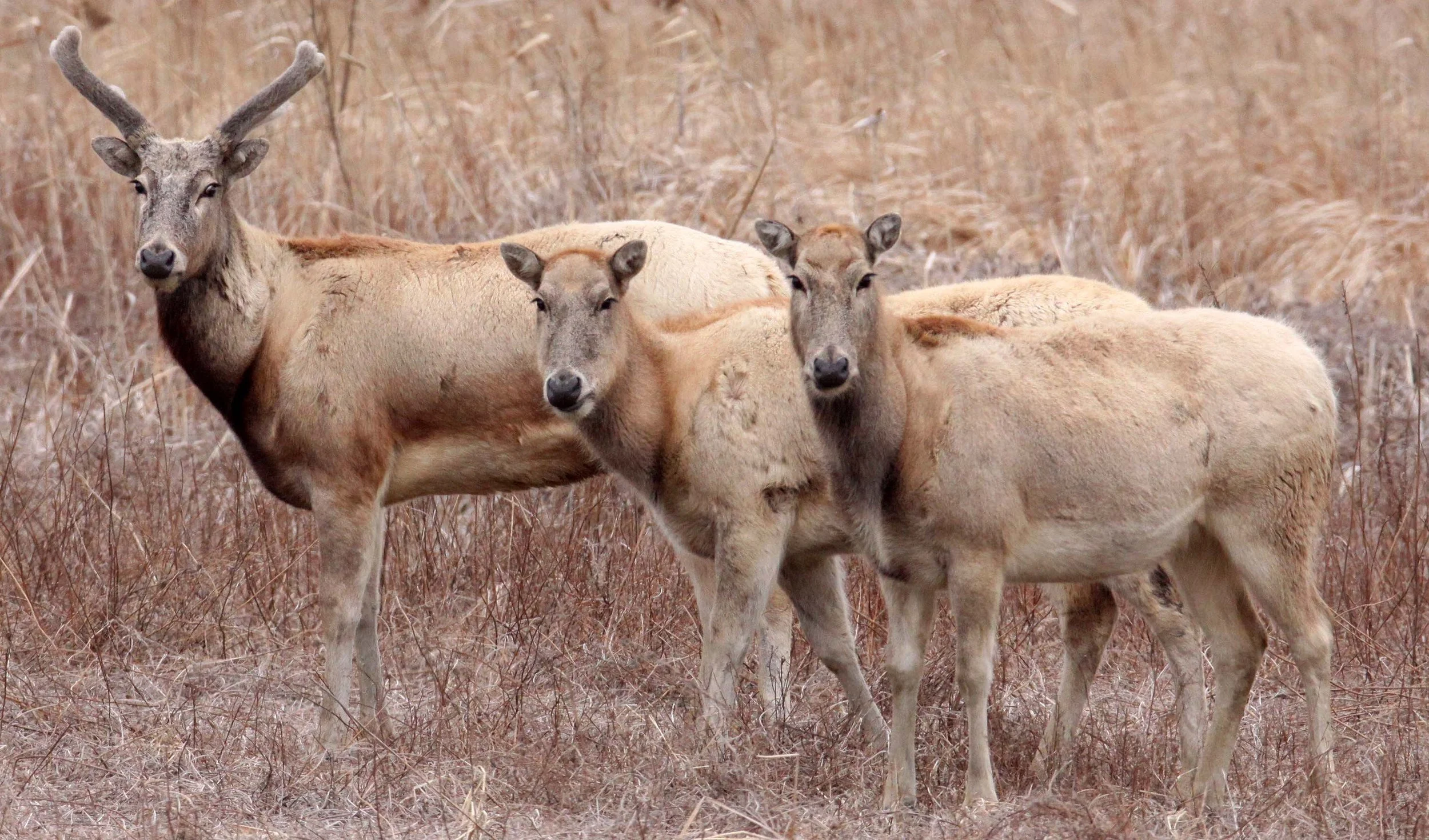 Pere David’s Deer (Elaphurus davidianus) — Coke Smith Wildlife