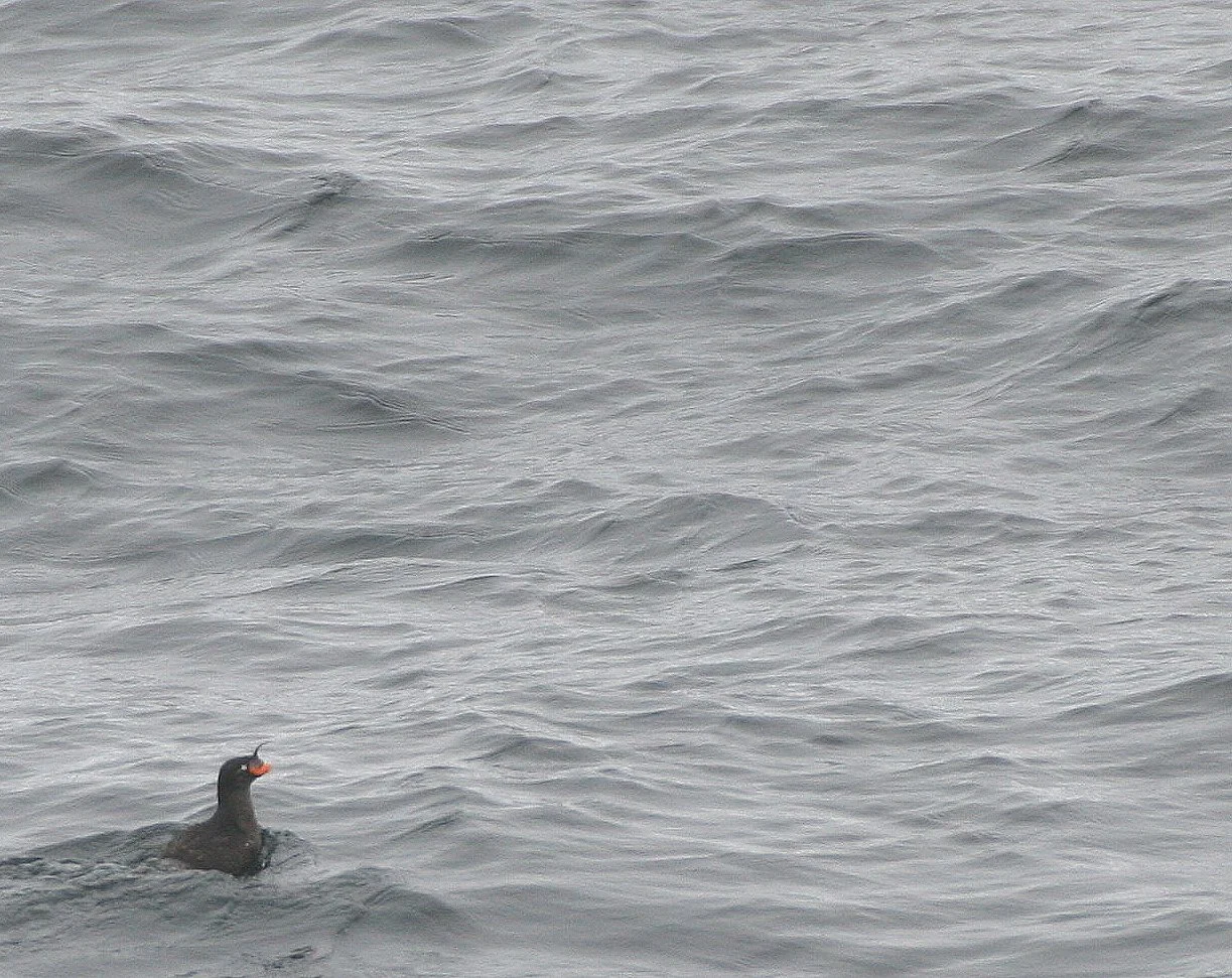 Genus Aethia, Auklets — Coke Smith Wildlife