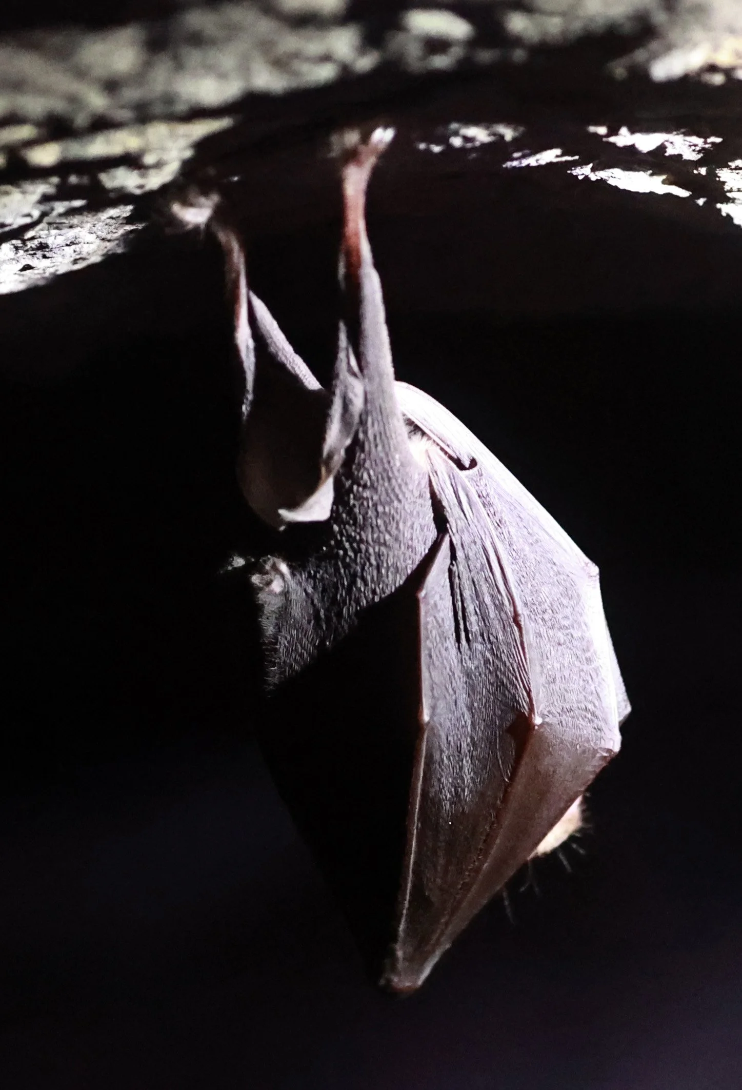 Japanese Greater Horseshoe Bat (Rhinolophus nippon) Labahe Nature ...