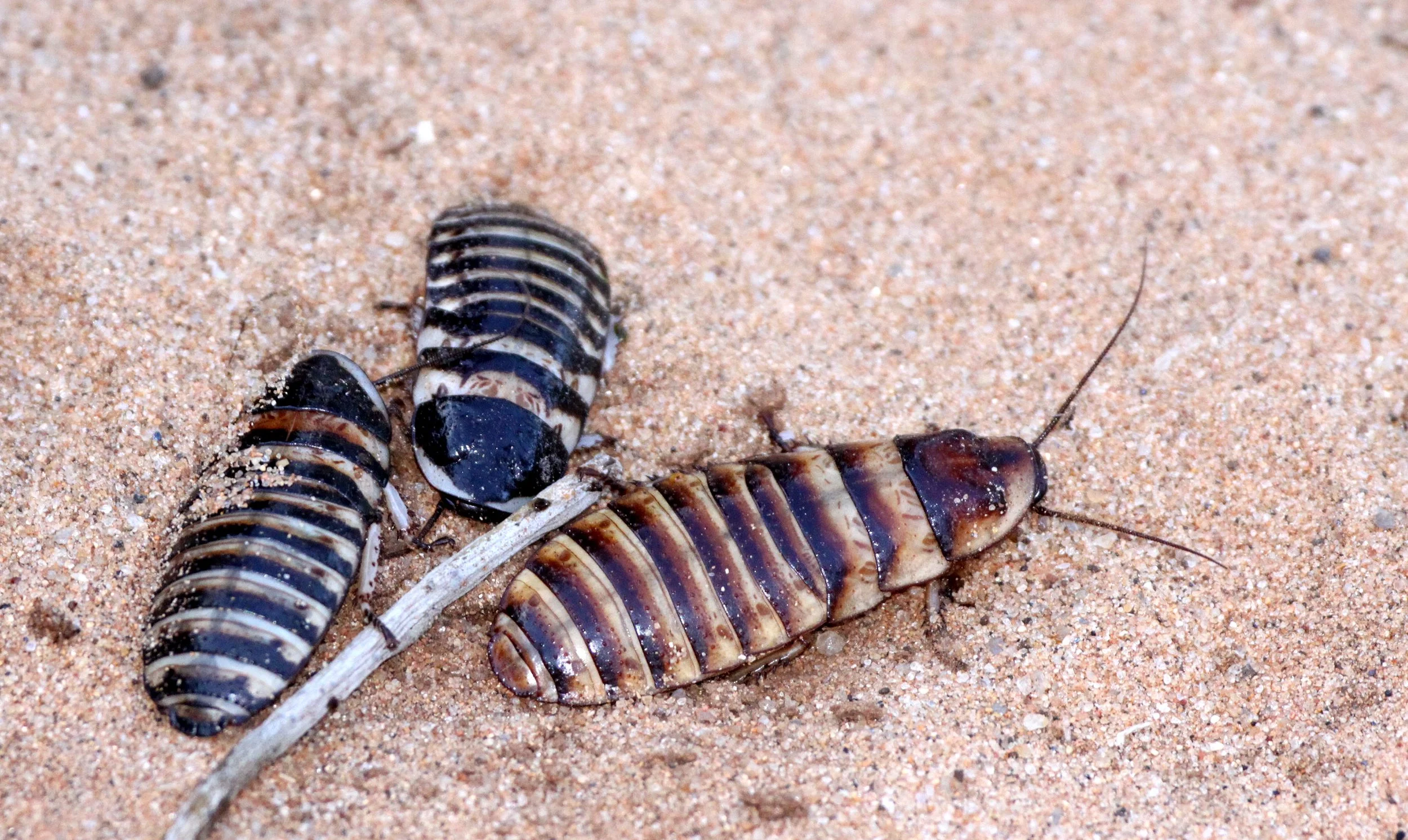 Order Blattodea - Cockroaches — Coke Smith Wildlife