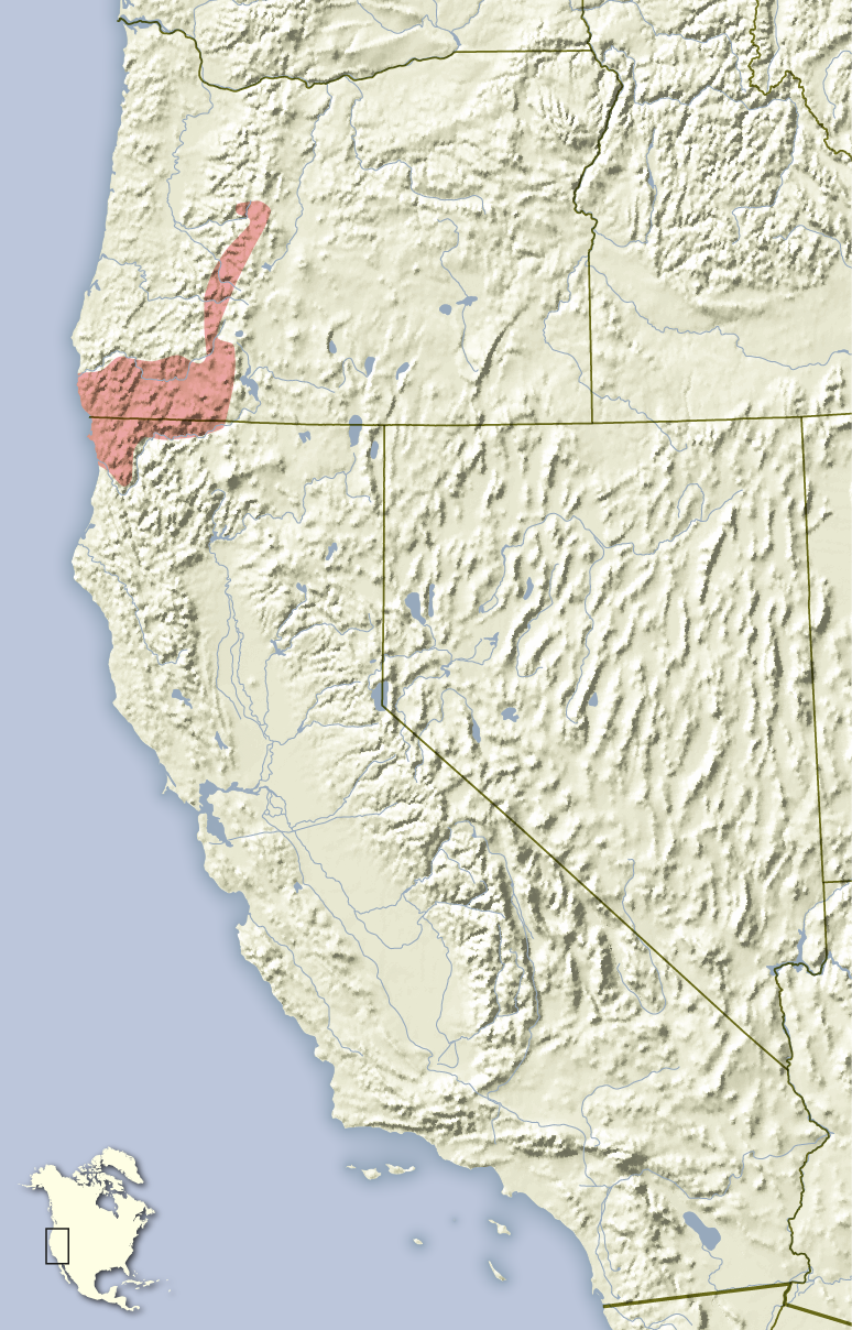 Genus Neotamias Western Chipmunks — Coke Smith Wildlife