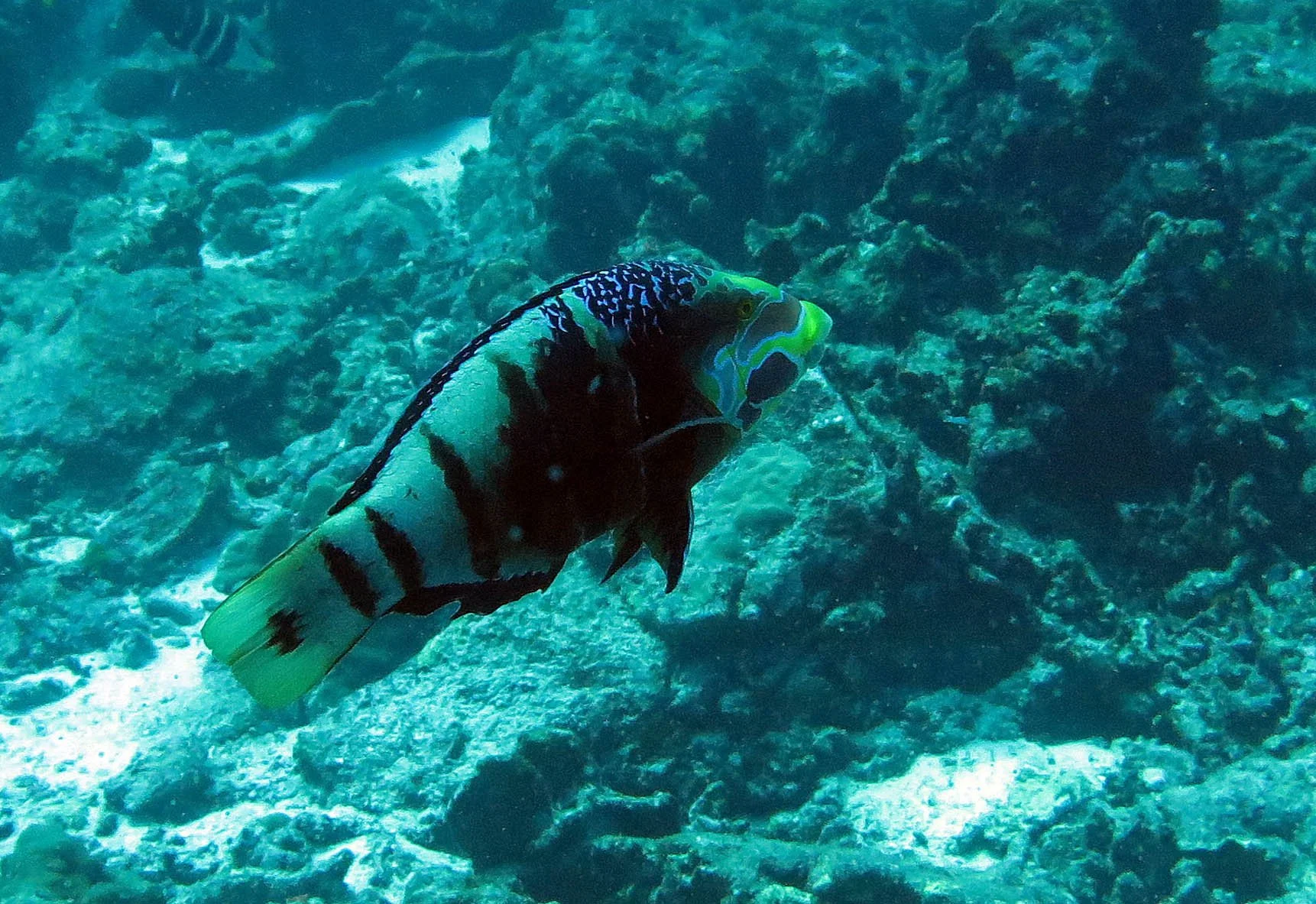 Family Labridae - Wrasse — Coke Smith Wildlife