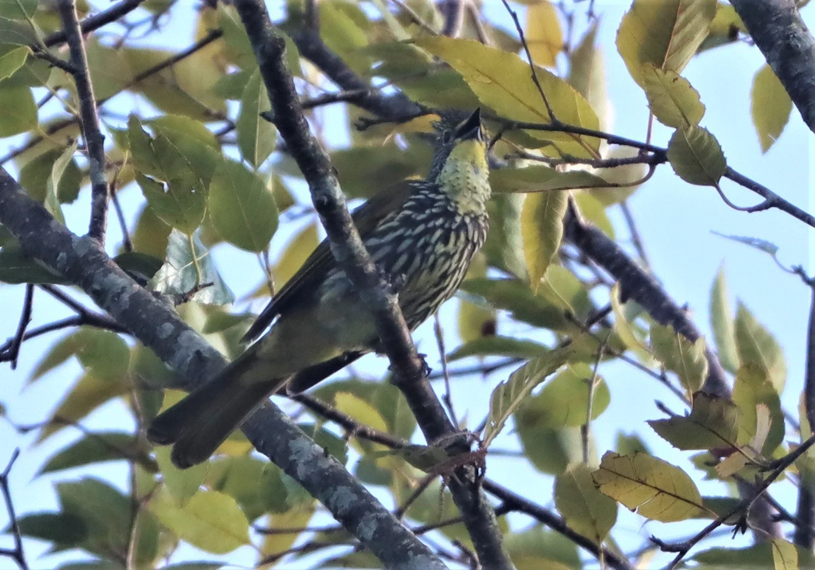Streaked Bulbul (Ixos malaccensis) Northern Thailand — Coke Smith Wildlife