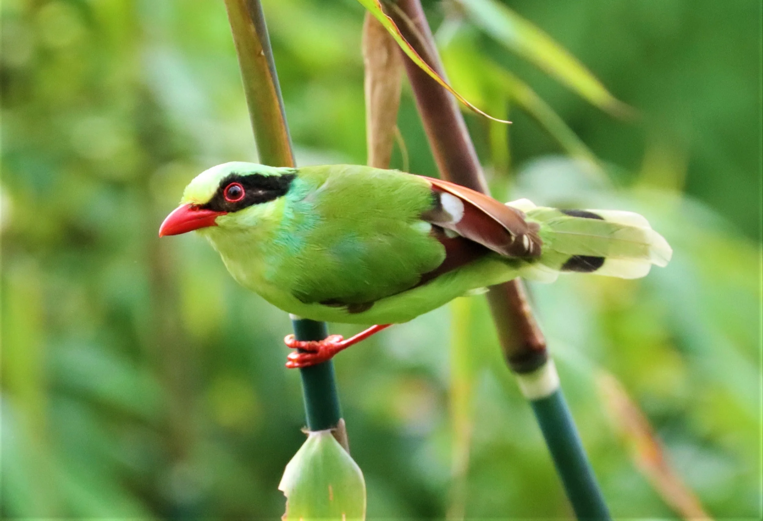 Common Green Magpie (Cissa chinensis) Thailand — Coke Smith Wildlife