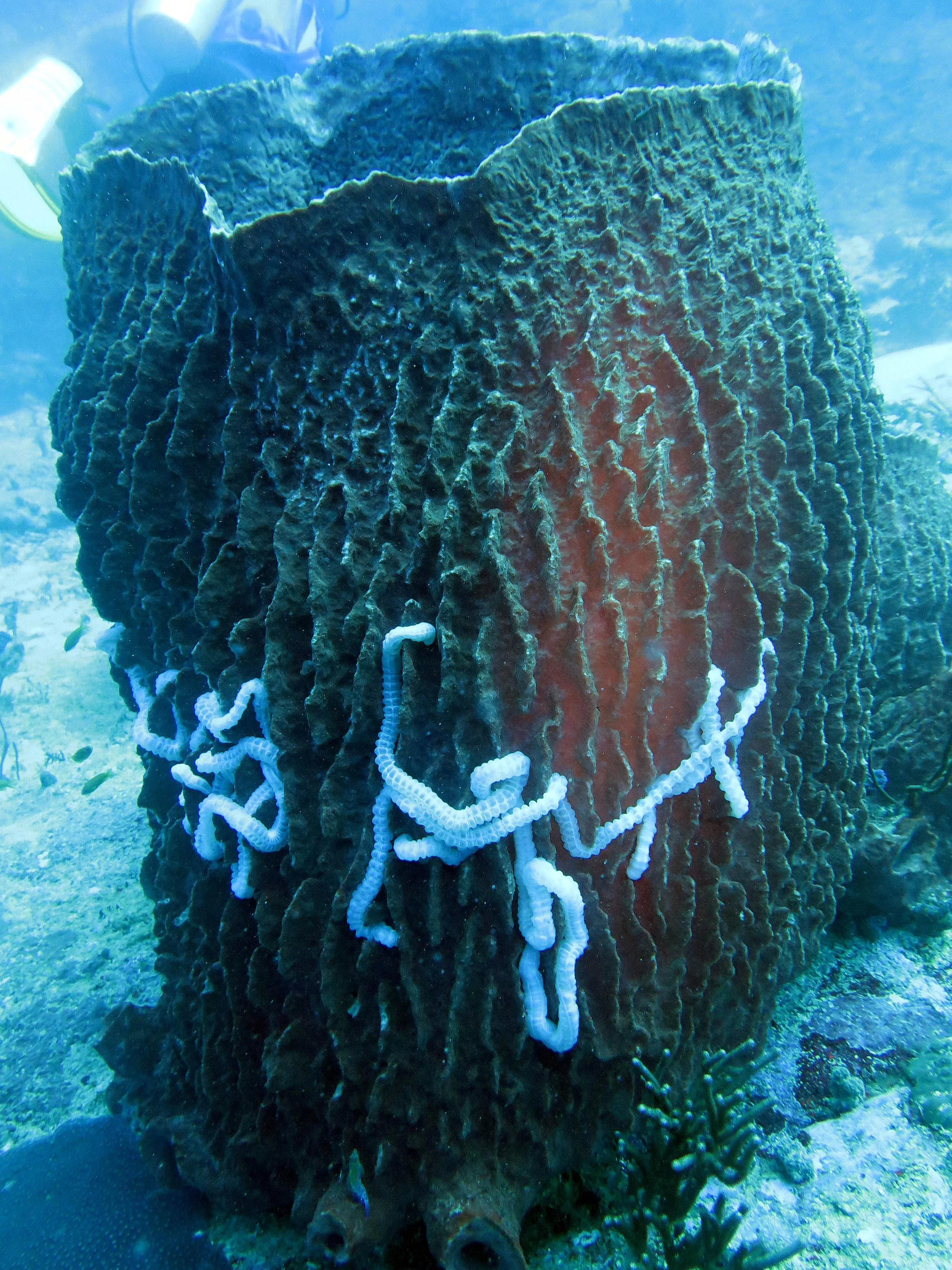 Phylum Porifera - Sponges — Coke Smith Wildlife