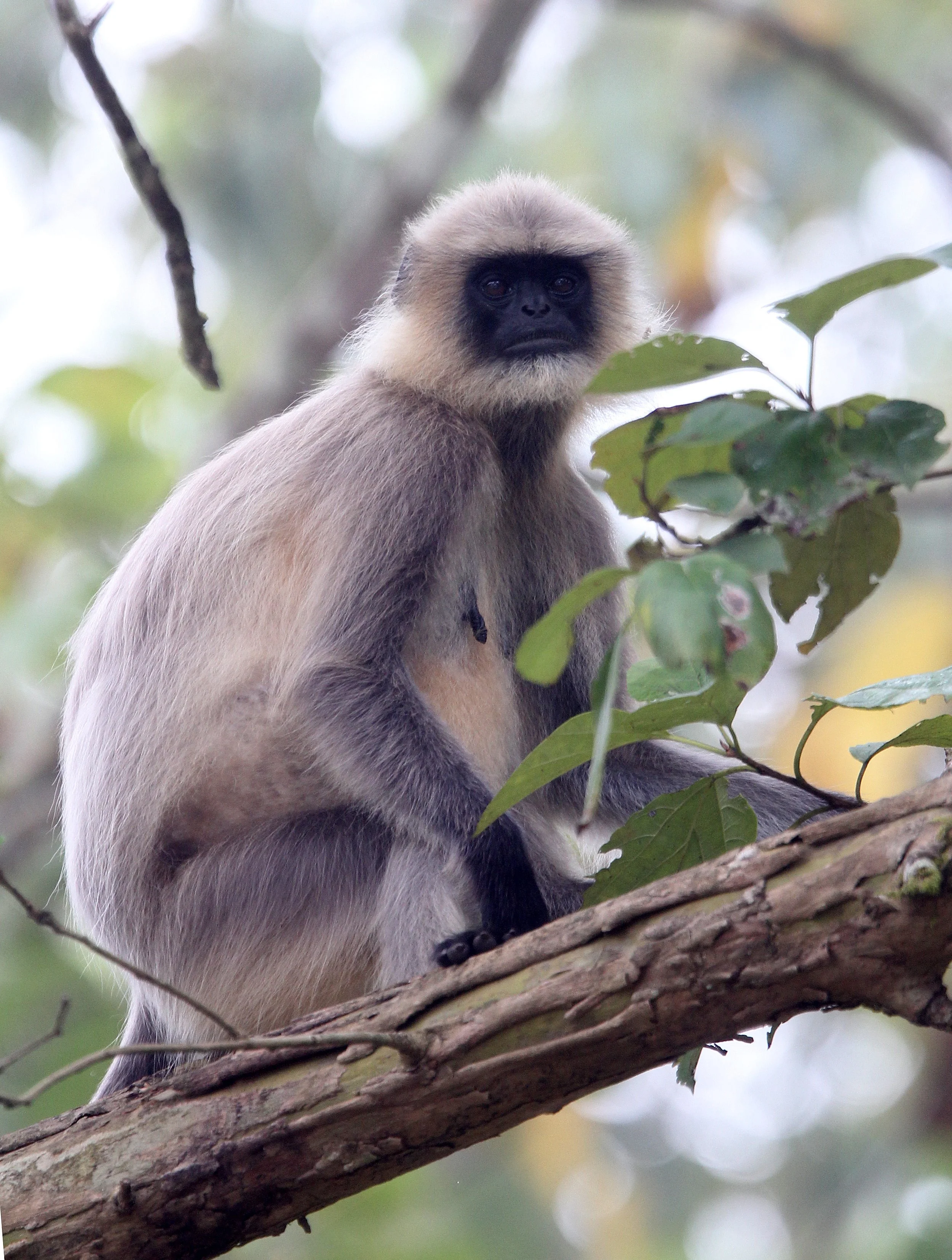 Semnopithecus hypoleucos Malabar Sacred Langurs — Coke Smith Wildlife