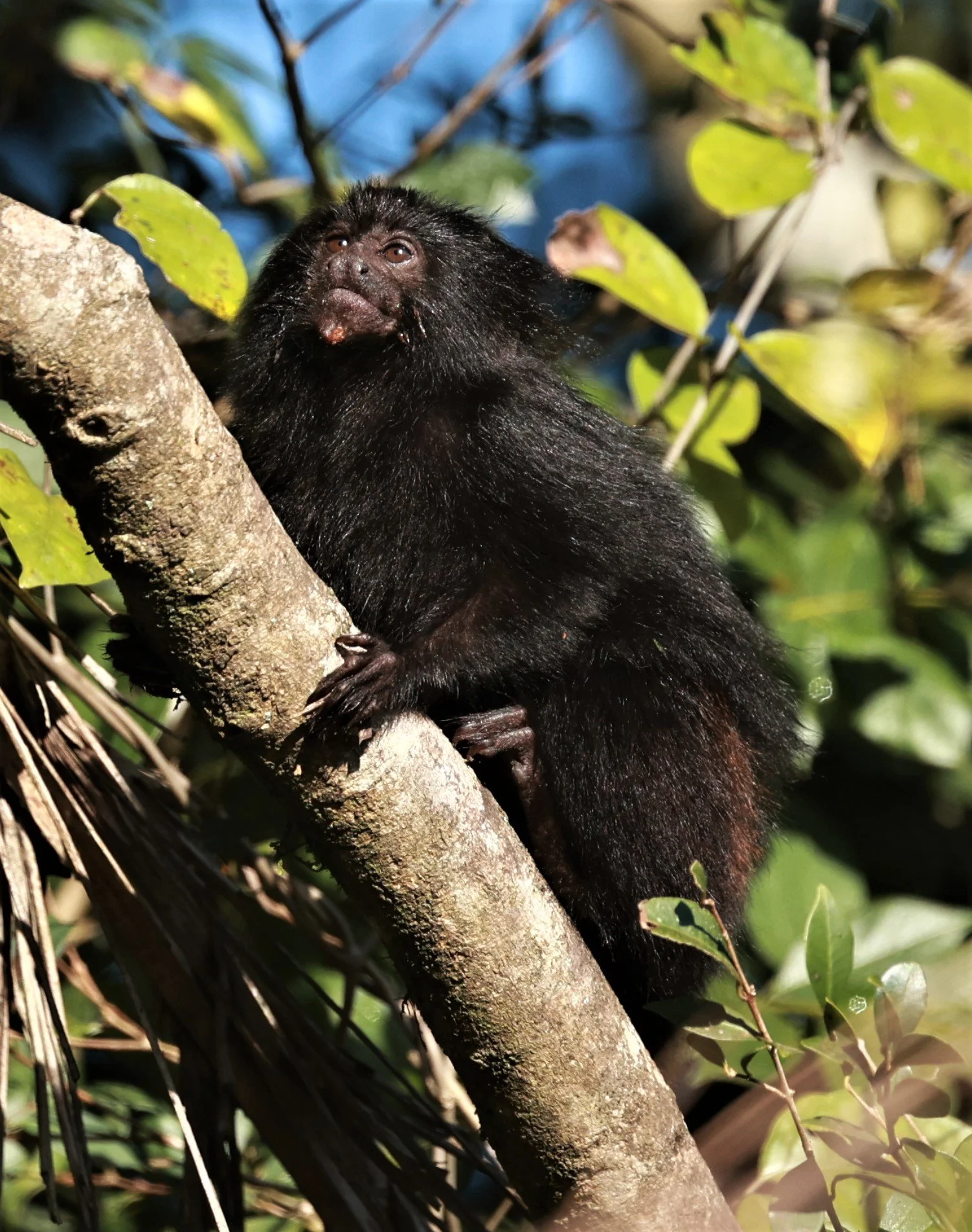 Black Lion Tamarin (Leontopithecus chrysopygus) — Coke Smith Wildlife