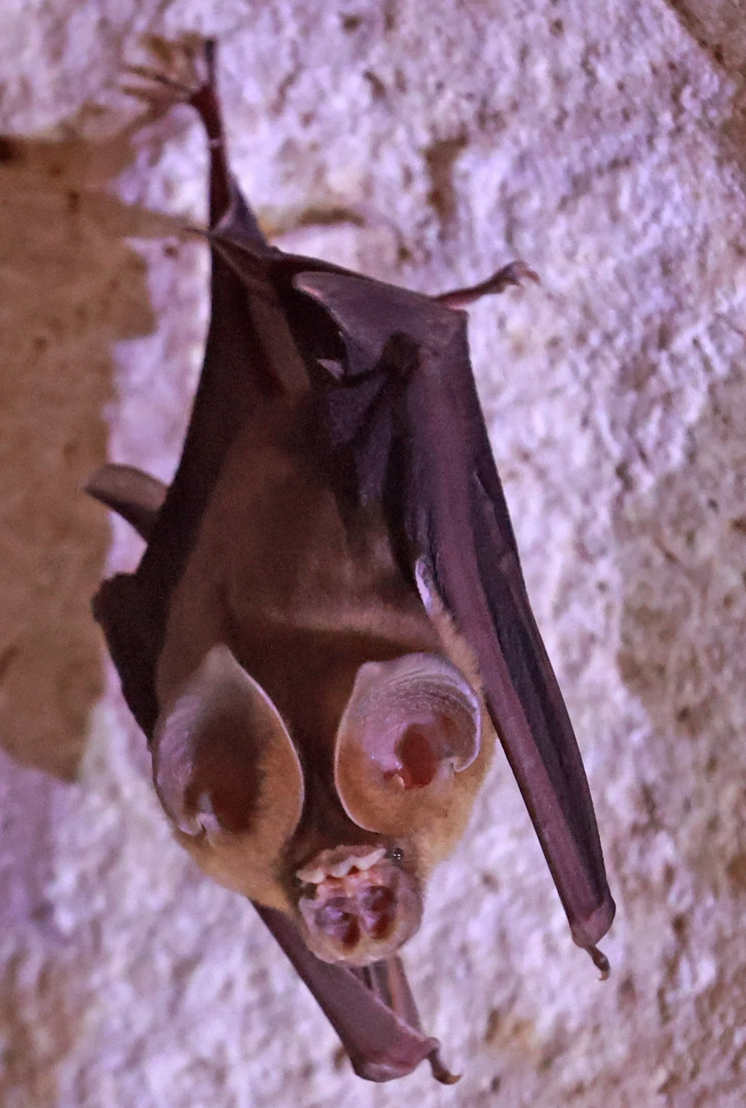 Large Asian Roundleaf Bat (Hipposideros lekaguli) — Coke Smith Wildlife