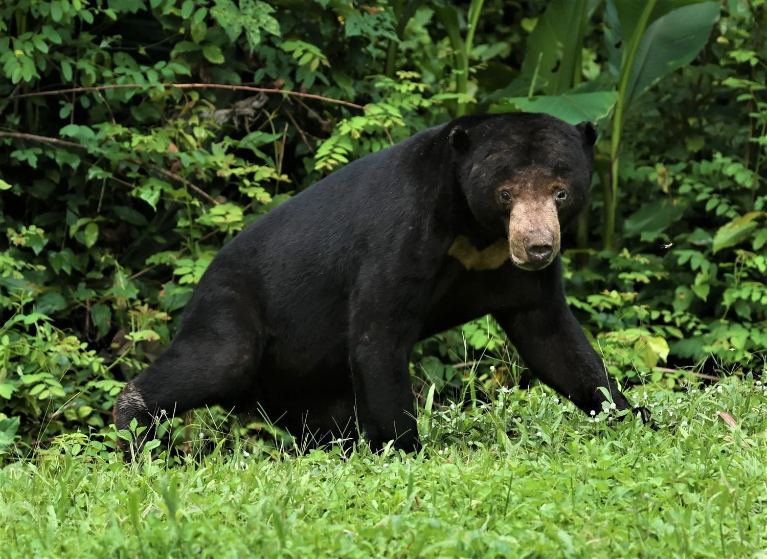 Helarctos malayanus Sun Bear — Coke Smith Wildlife