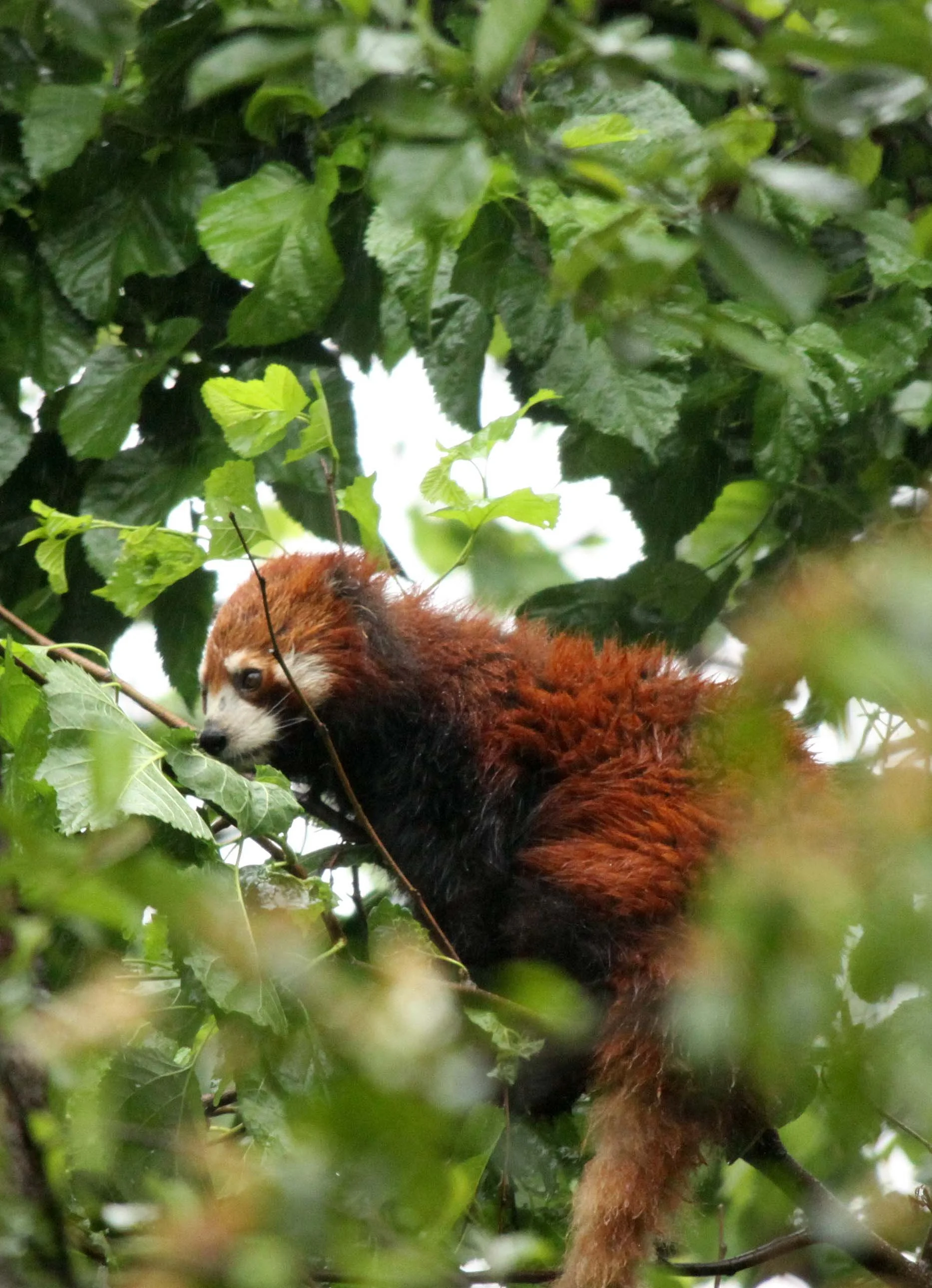 Red Panda (Ailurus fulgens) — Coke Smith Wildlife