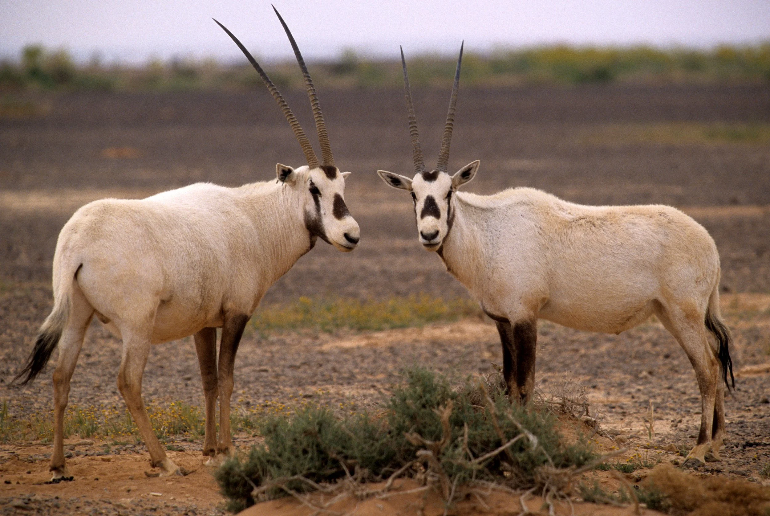 Genus Oryx the Oryx — Coke Smith Wildlife