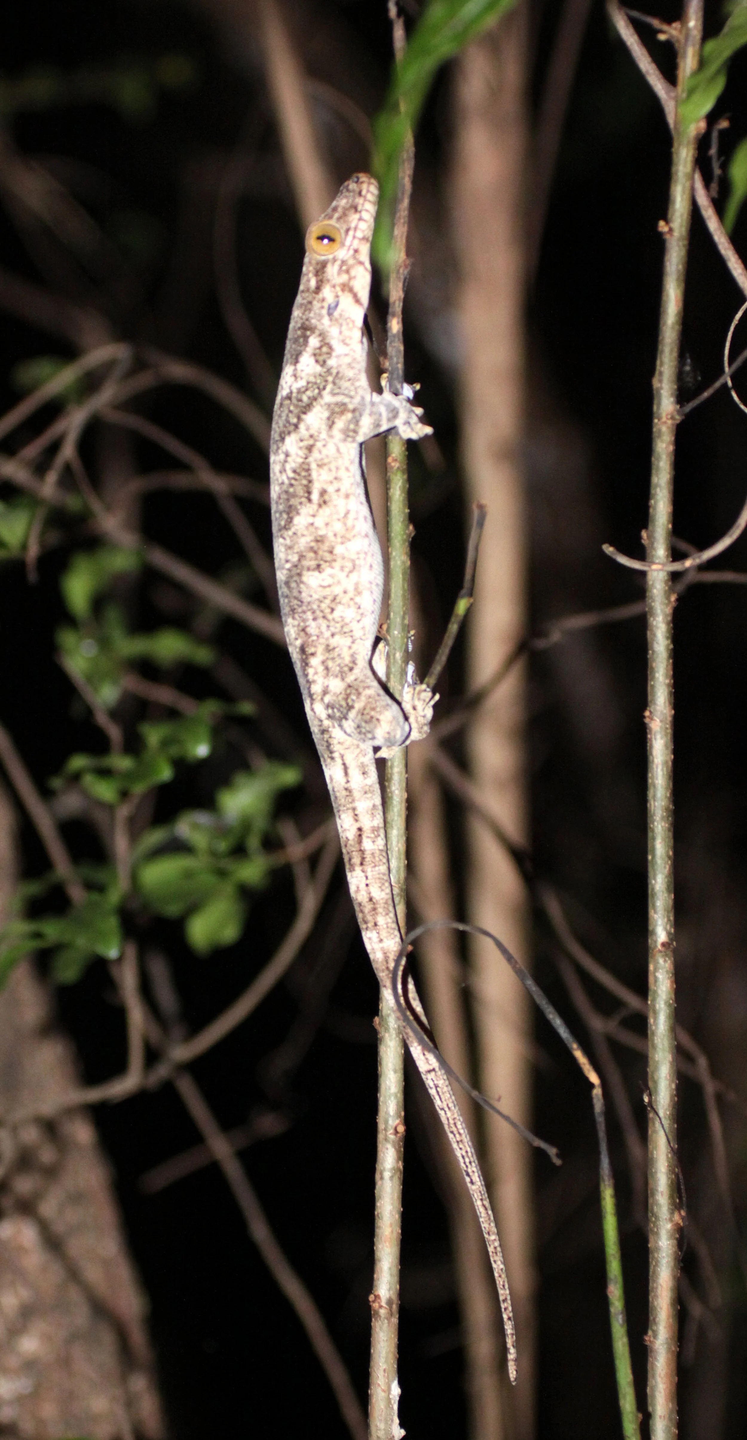 Family Gekkonidae - Geckos — Coke Smith Wildlife