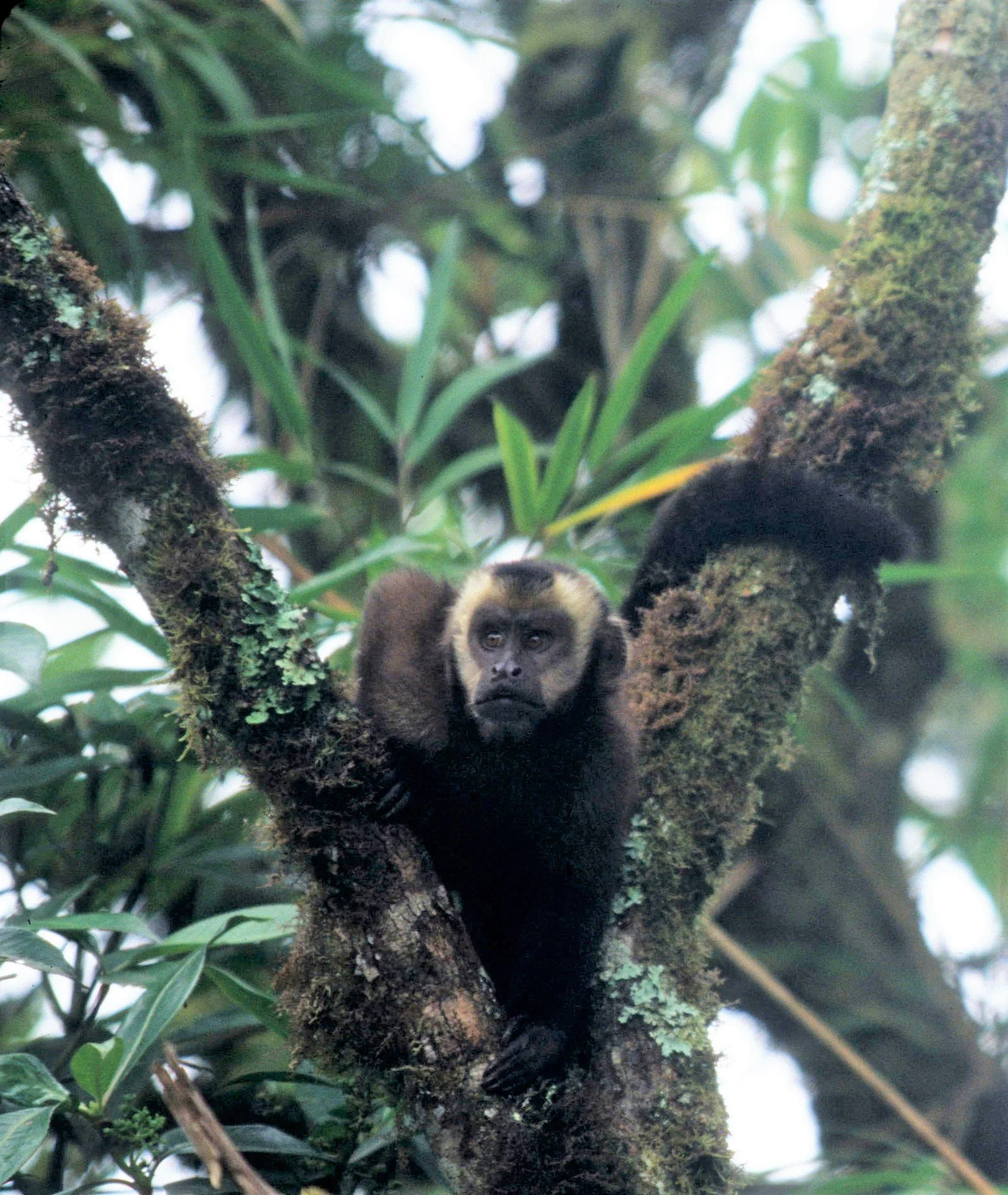 Sapajus macrocephalus Large-headed Capuchin — Coke Smith Wildlife