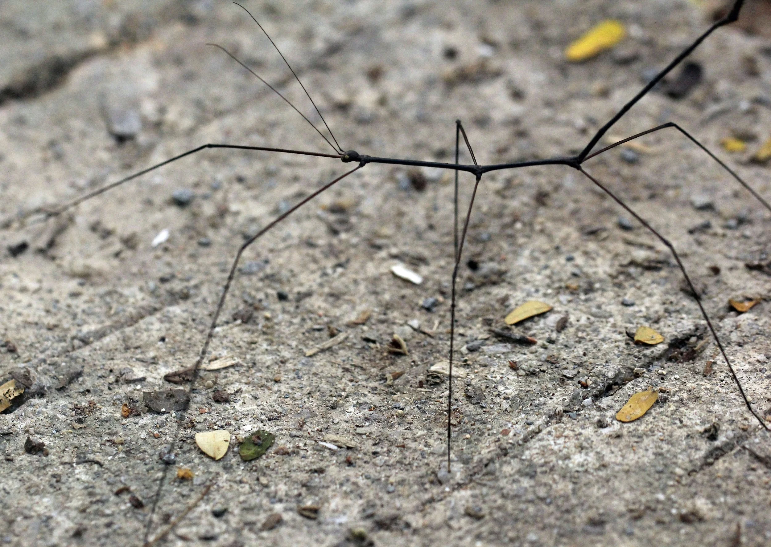 Order Phasmatodea - Walking Sticks — Coke Smith Wildlife