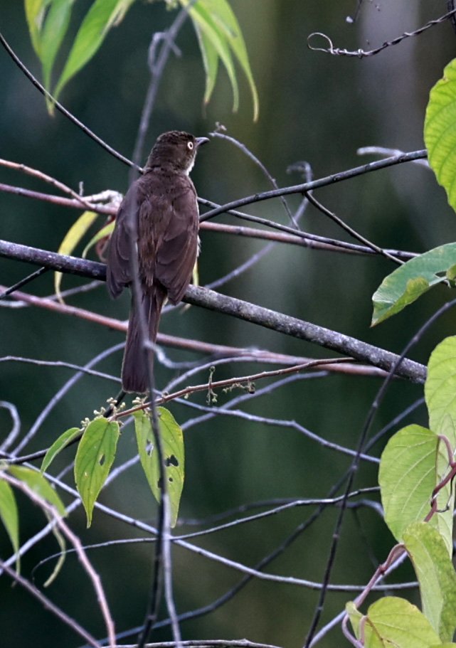 Cream-eyed Bulbul (Pycnonotus simplex) Hala Bala National Wildlife ...
