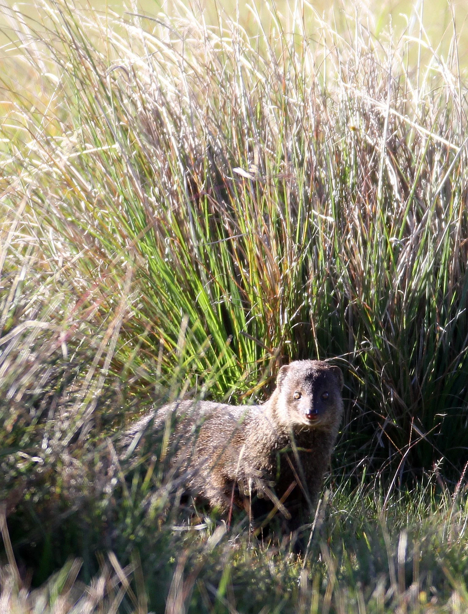 Herpestes fuscus - Indian or Sri Lankan Brown Mongoose — Coke Smith ...