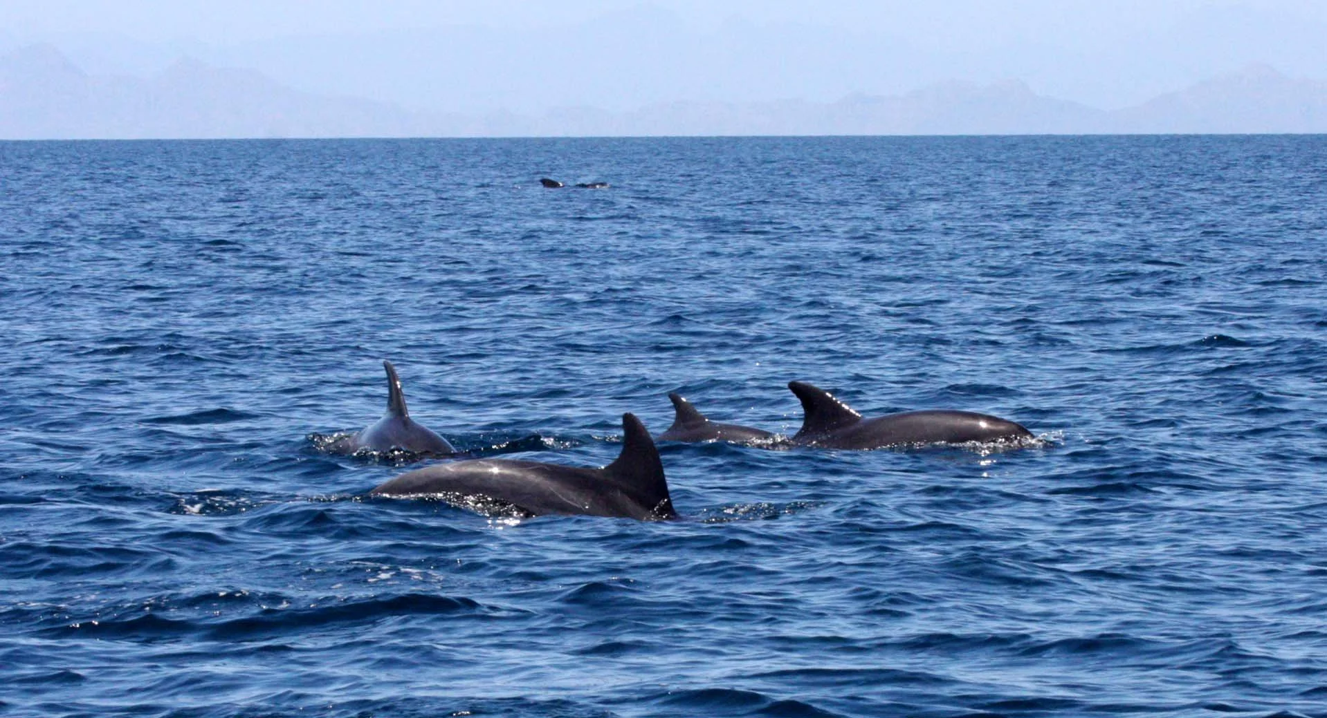 Tursiops aduncus Bottlenose Dolphin — Coke Smith Wildlife