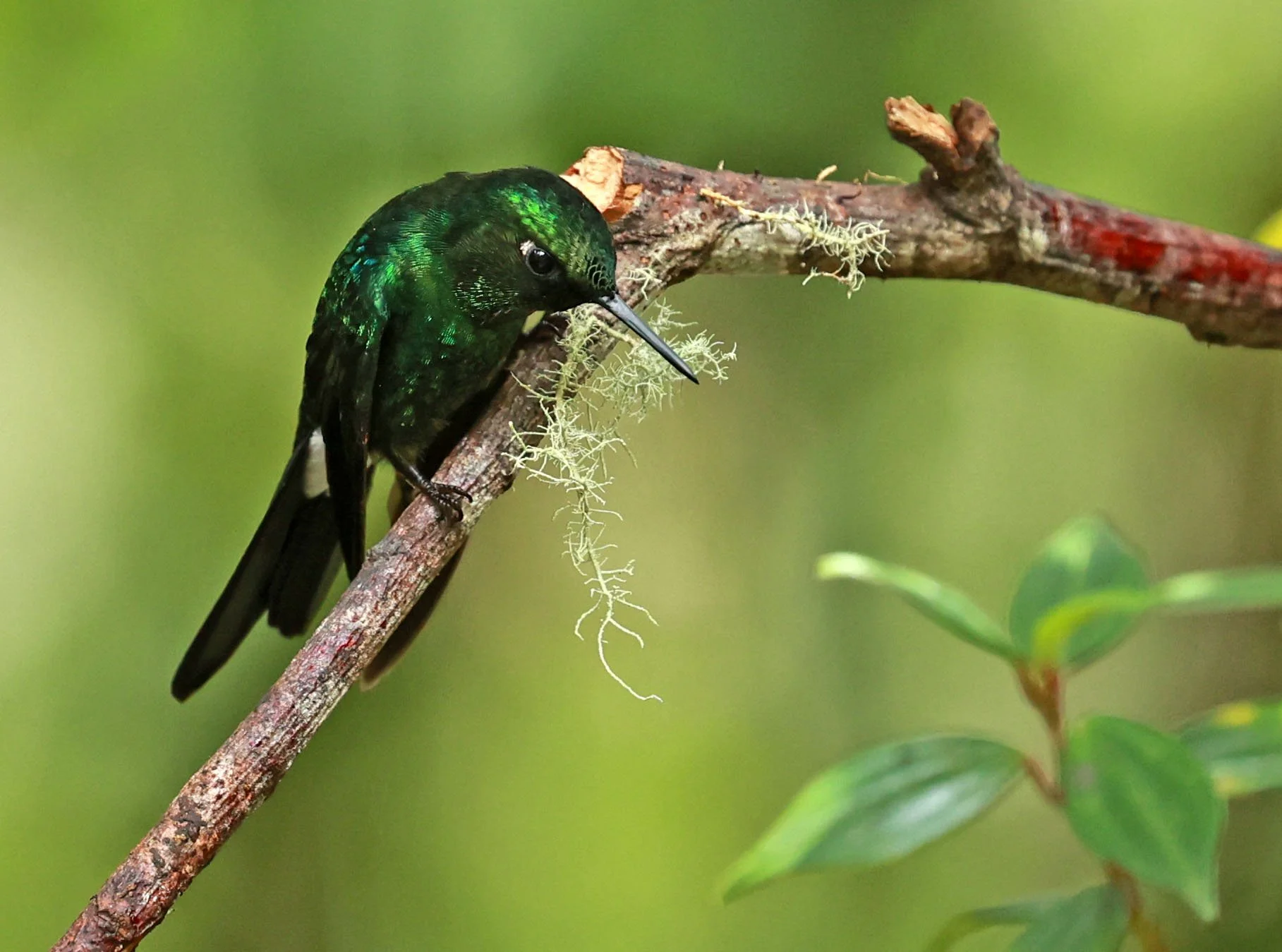 Genus Heliangelus Sunangels — Coke Smith Wildlife
