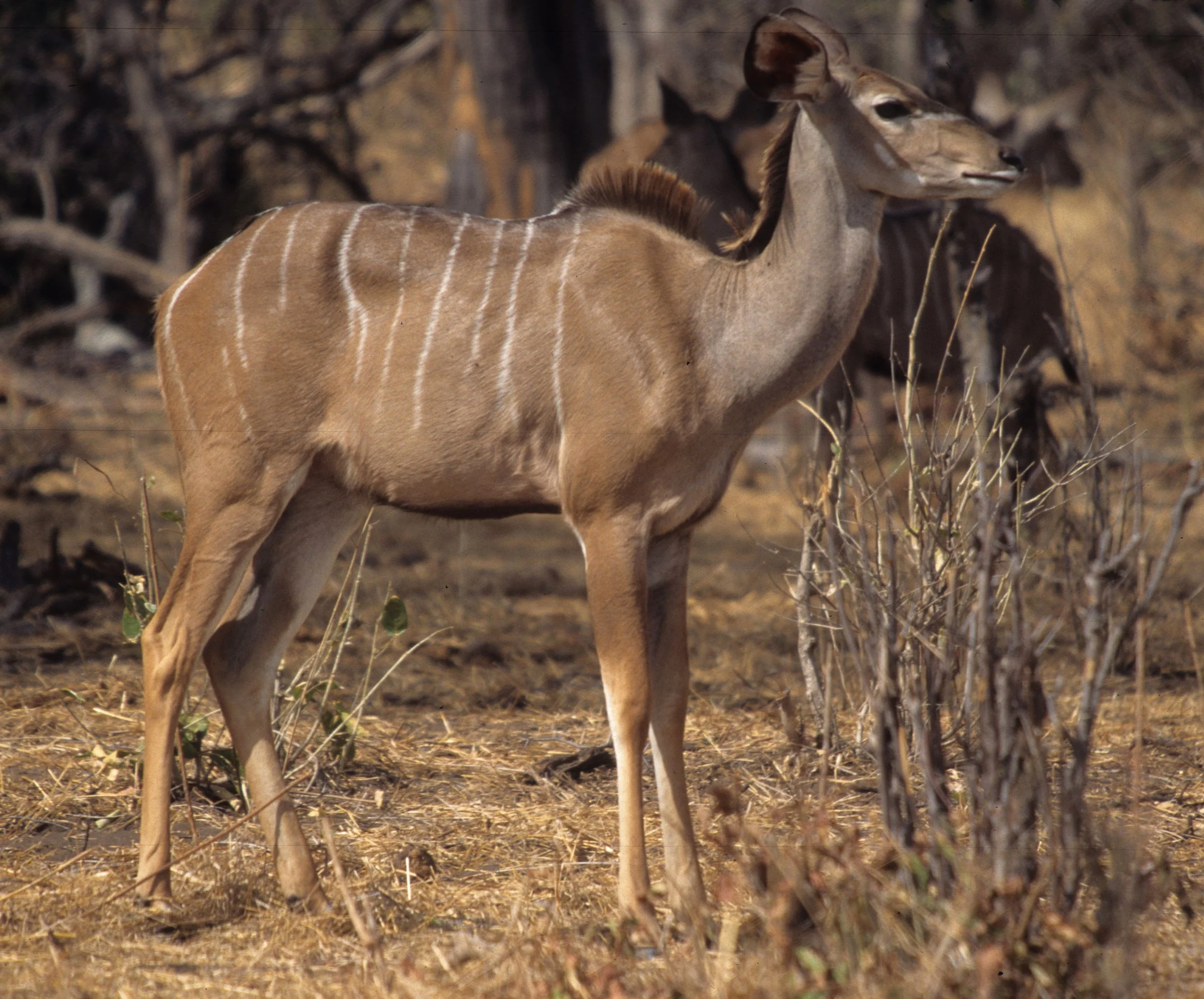 Genus Tragelaphus the Kudu — Coke Smith Wildlife