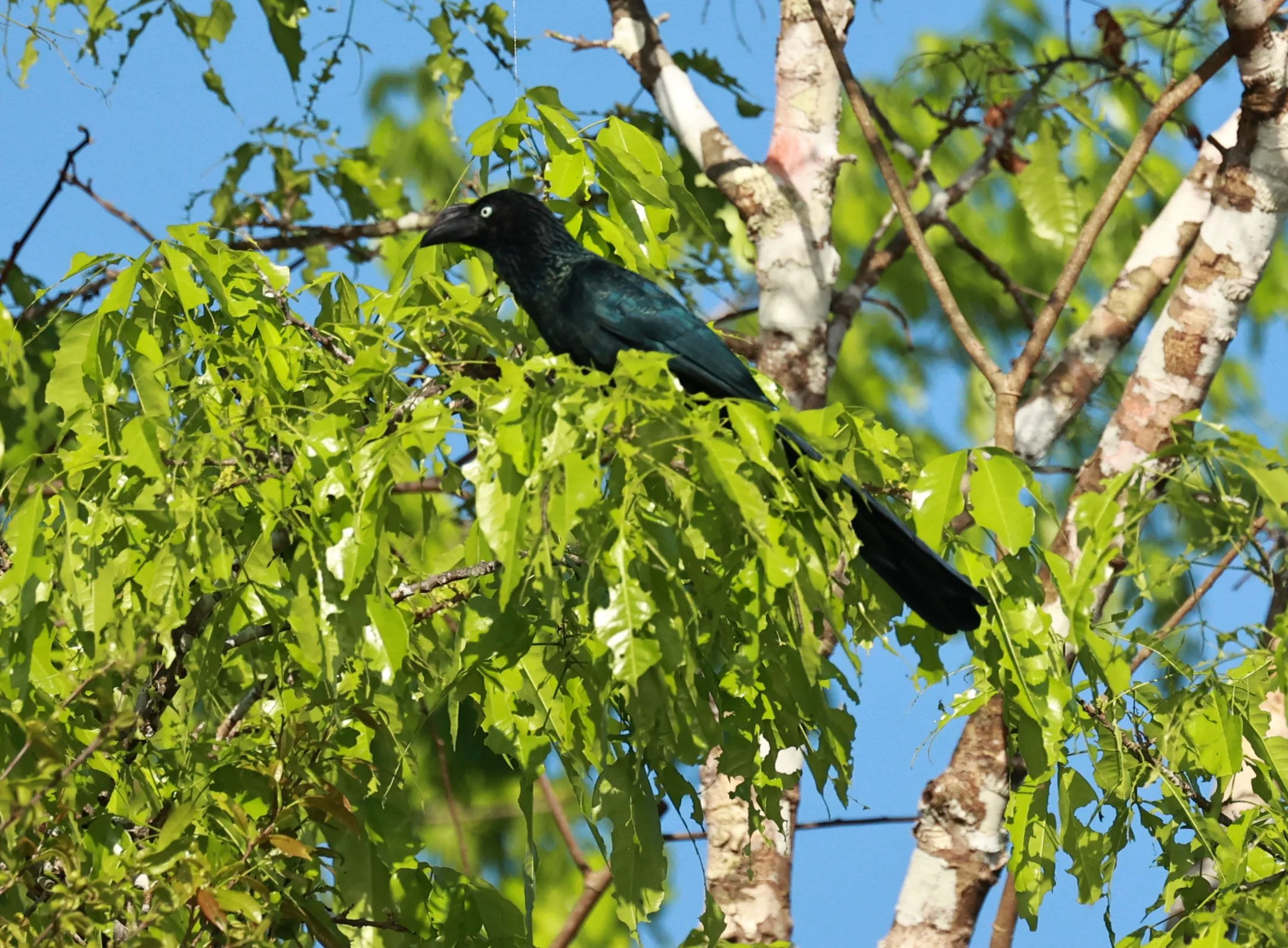 Birds of Manaus & Rio Ariau & Rio Negro, Brazil — Coke Smith Wildlife
