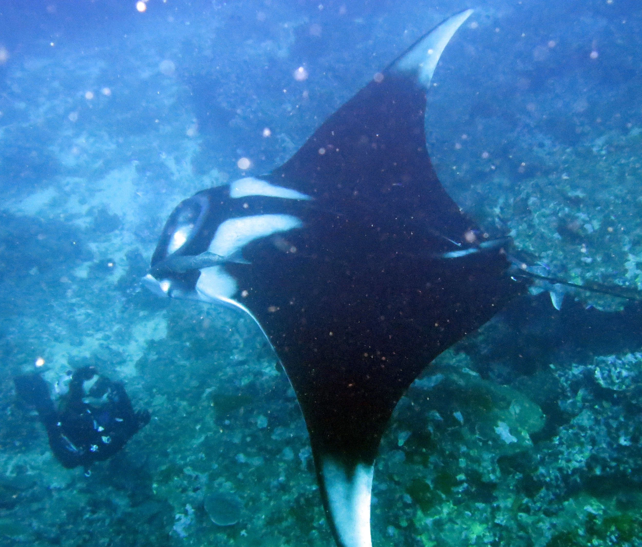 Class Chondrichthyes - Sharks & Rays — Coke Smith Wildlife